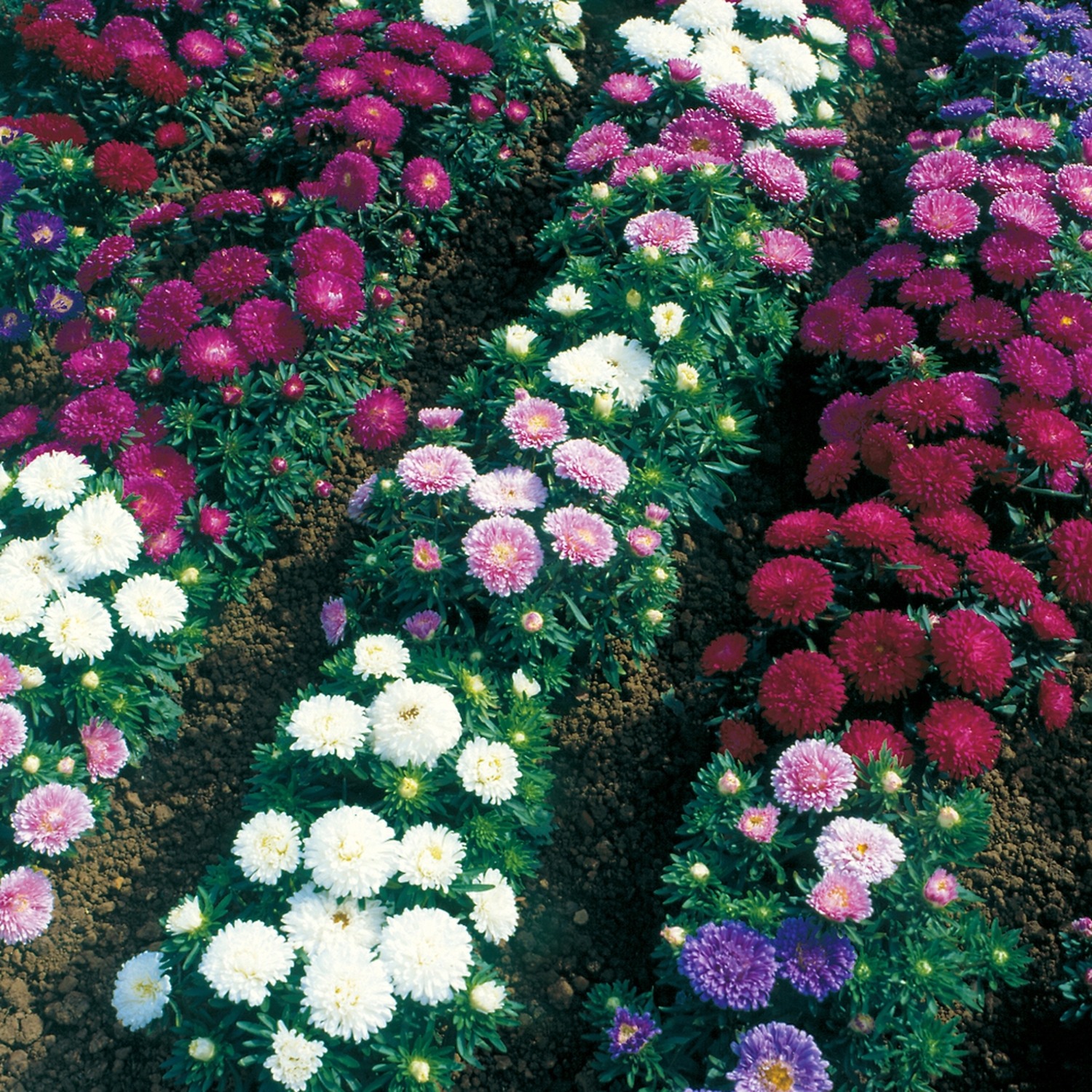 Aster Starlight Mixed Garden Ready Plants