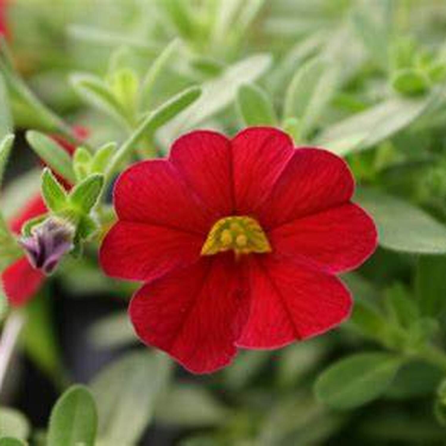 Calibrachoa Red 9cm Plants Set of 3 British Grown and Recyclable Pots