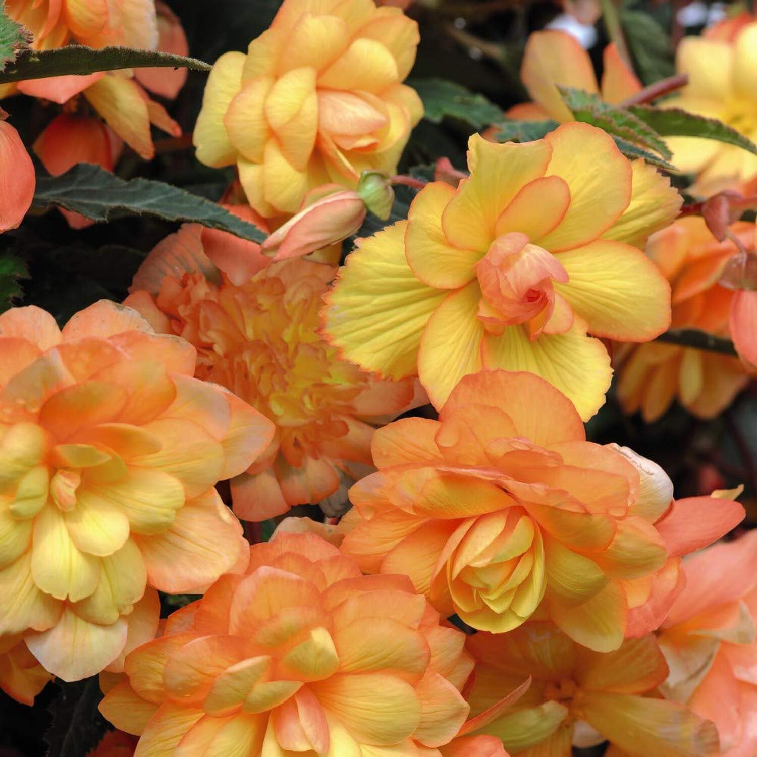 Begonia Apricot Shades Garden Ready Plants