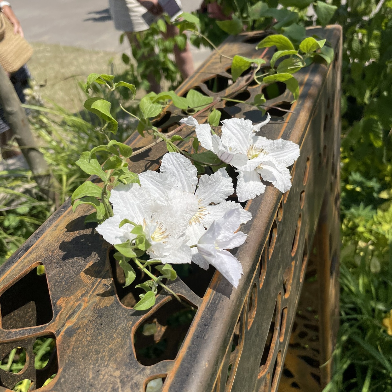 Clematis Prince George Plant