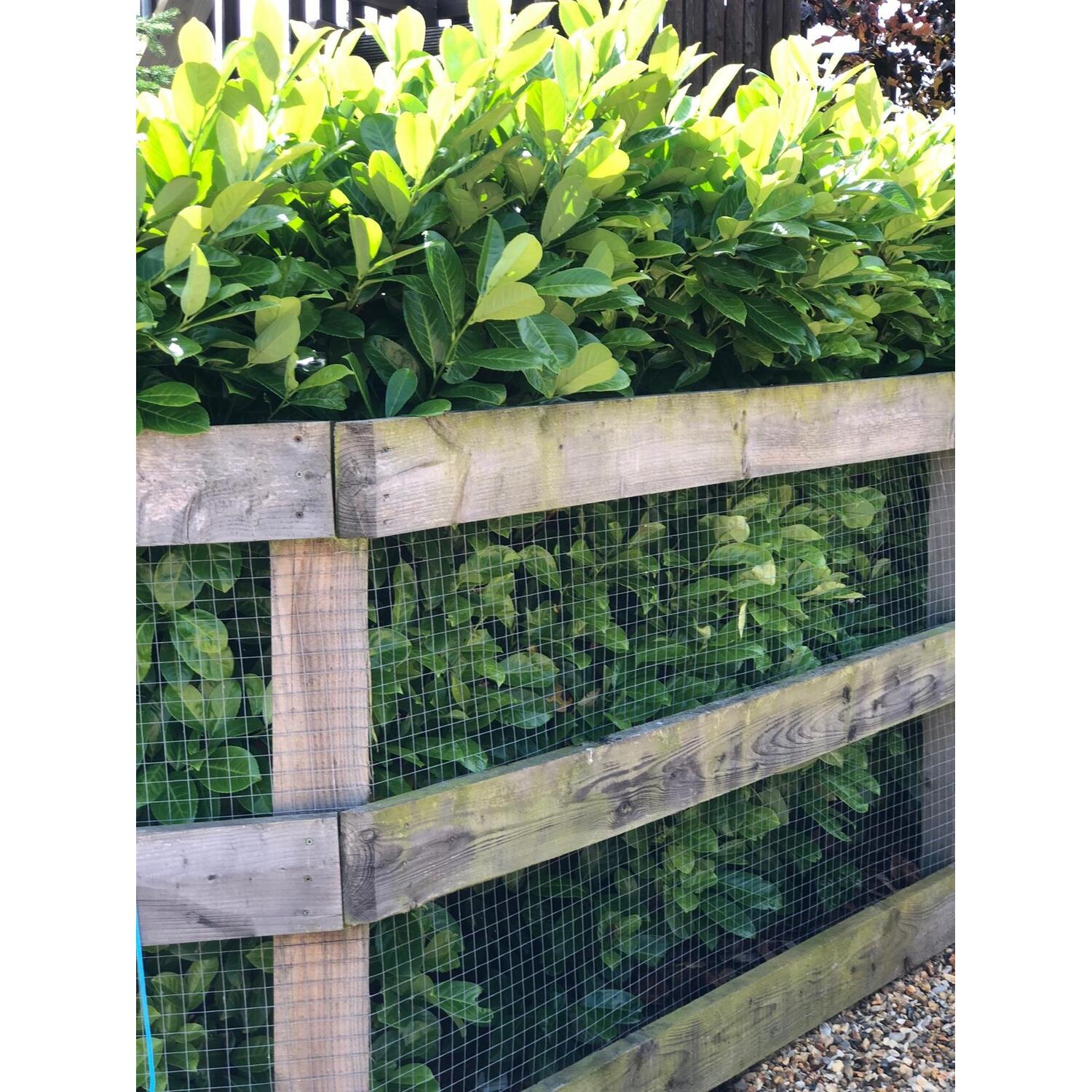 Cherry Laurel x12 7-8ft Pallet of Rootball Trees