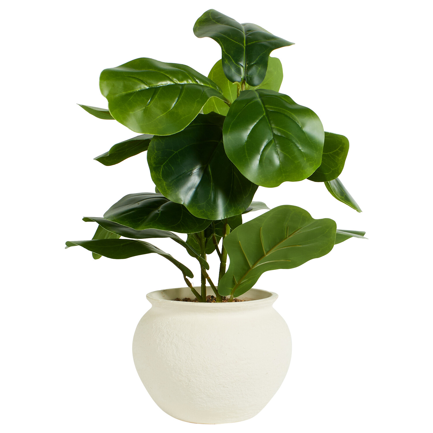 Fiddle Plant in Ceramic Pot
