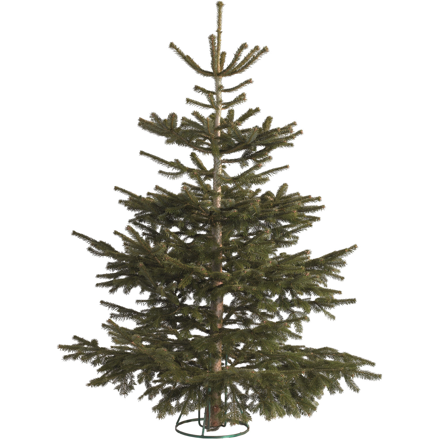 Nordman Fir Cut Christmas Tree