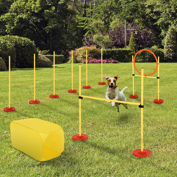 4 Piece Pet Agility Training Equipment