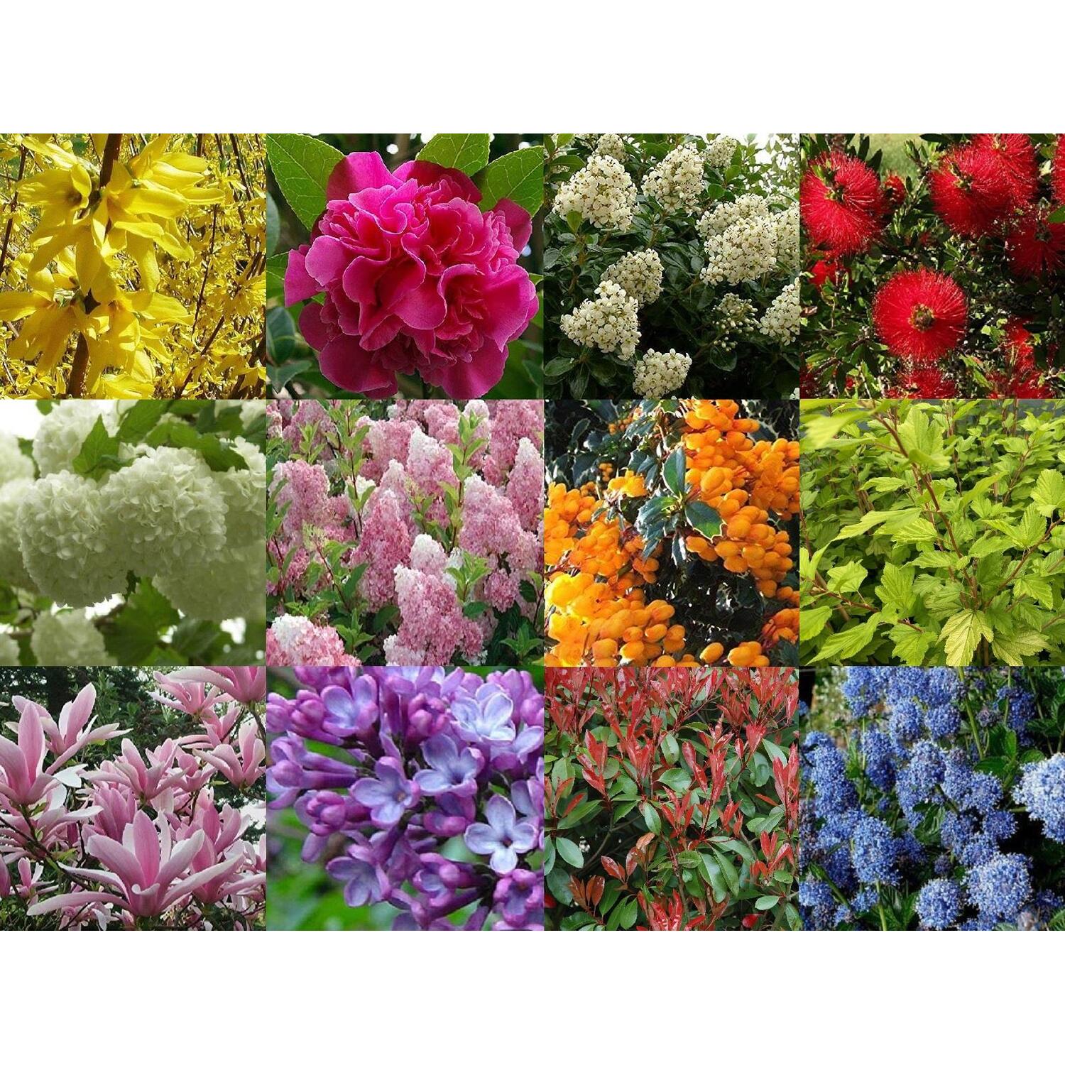12x Mixed Flowering Garden Shrub Mature Plants 3L Pots
