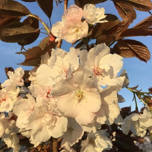 Prunus Fragrant Cloud Japanese Blossom Tree 5-6ft 7.5 Litre Pot