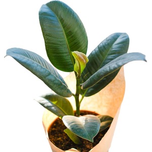 Ficus Robusta Live Rubber Plant