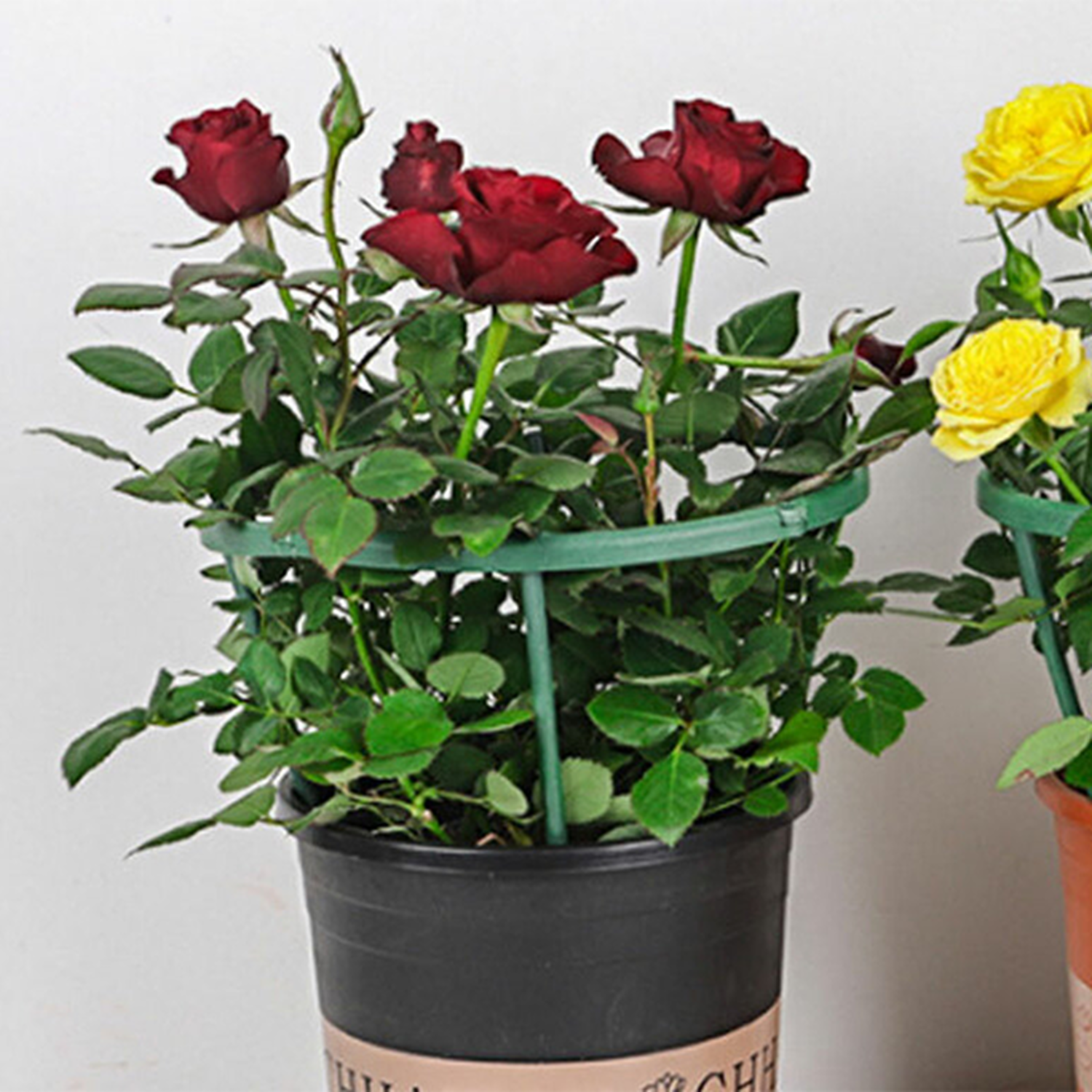 Plastic Cage Plant Support
