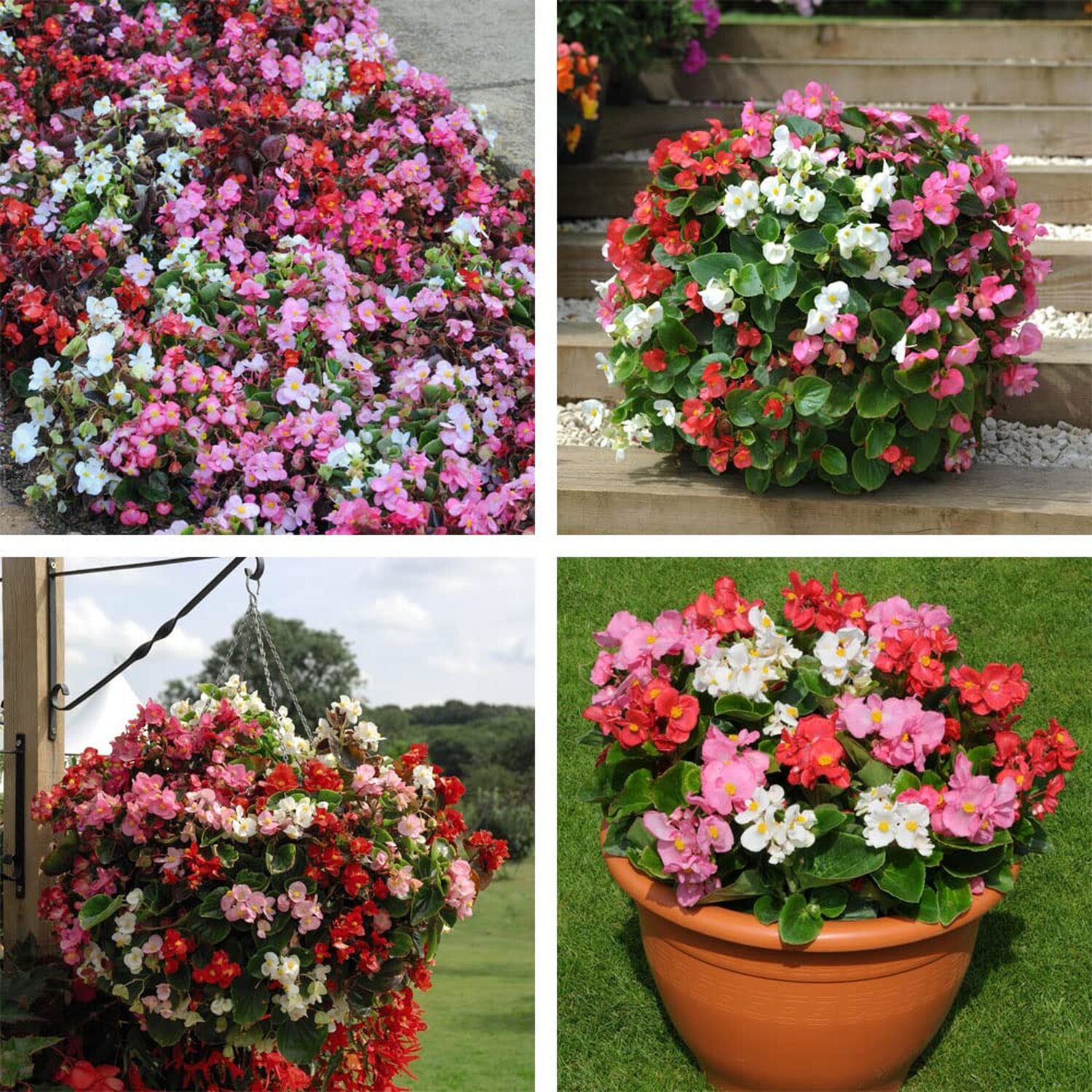 Begonia F1 Lotto Mixed Garden Ready Plants