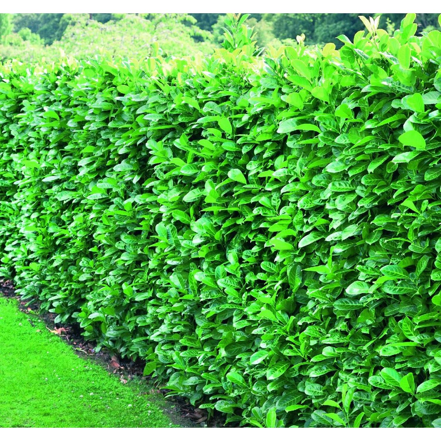 Cherry Laurel Evergreen Hedging Plants 3-4ft 3 Litre Pots