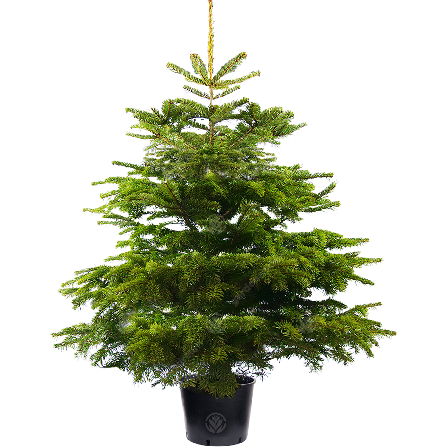 Nordmann Fir Pot Grown Christmas Trees
