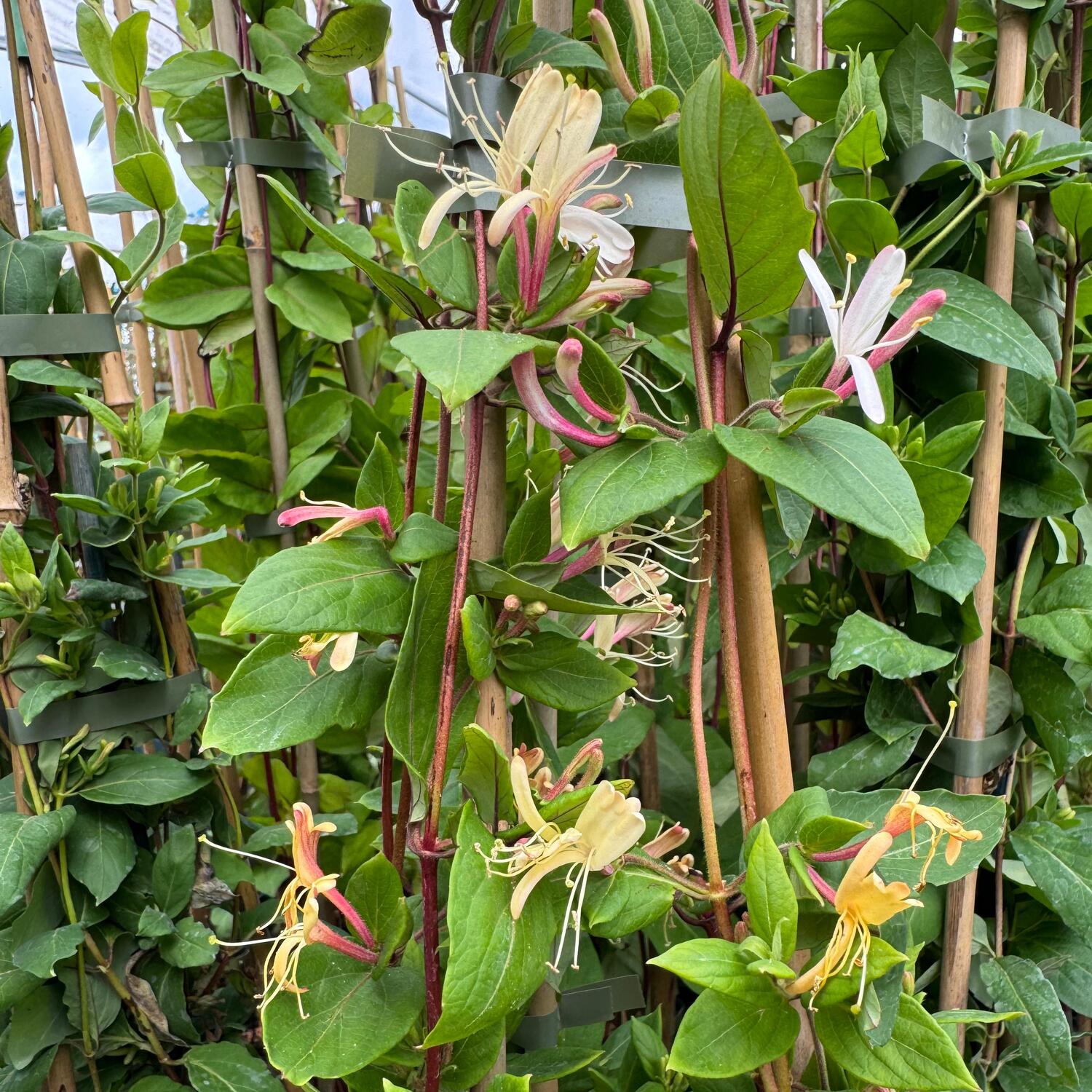Lonicera japonica Darts World Plant