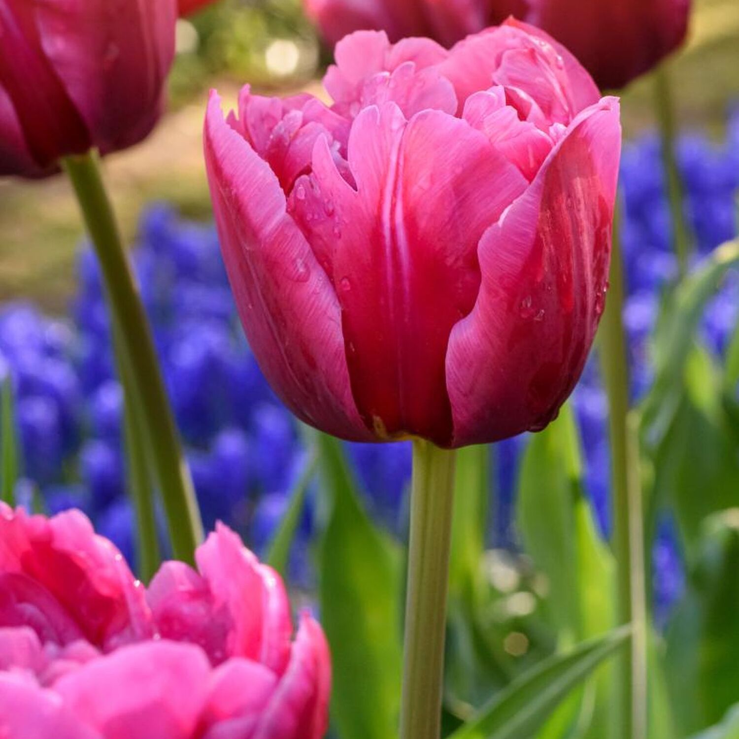 24 Tulip Bulbs Midnight Moments Spring Flowering Bulbs Pink Purple White