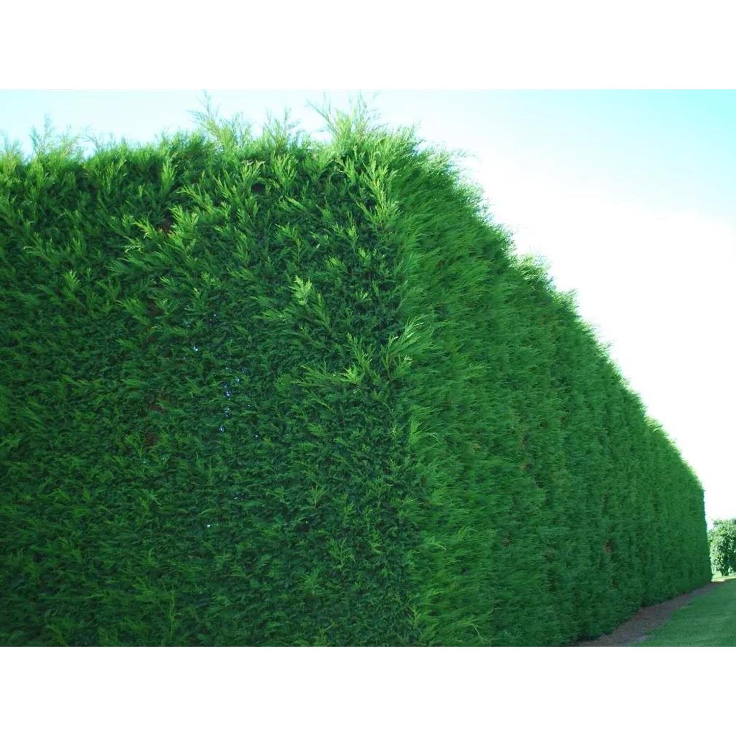 Leylandii Cupressocyparis Hedging Trees with Pots