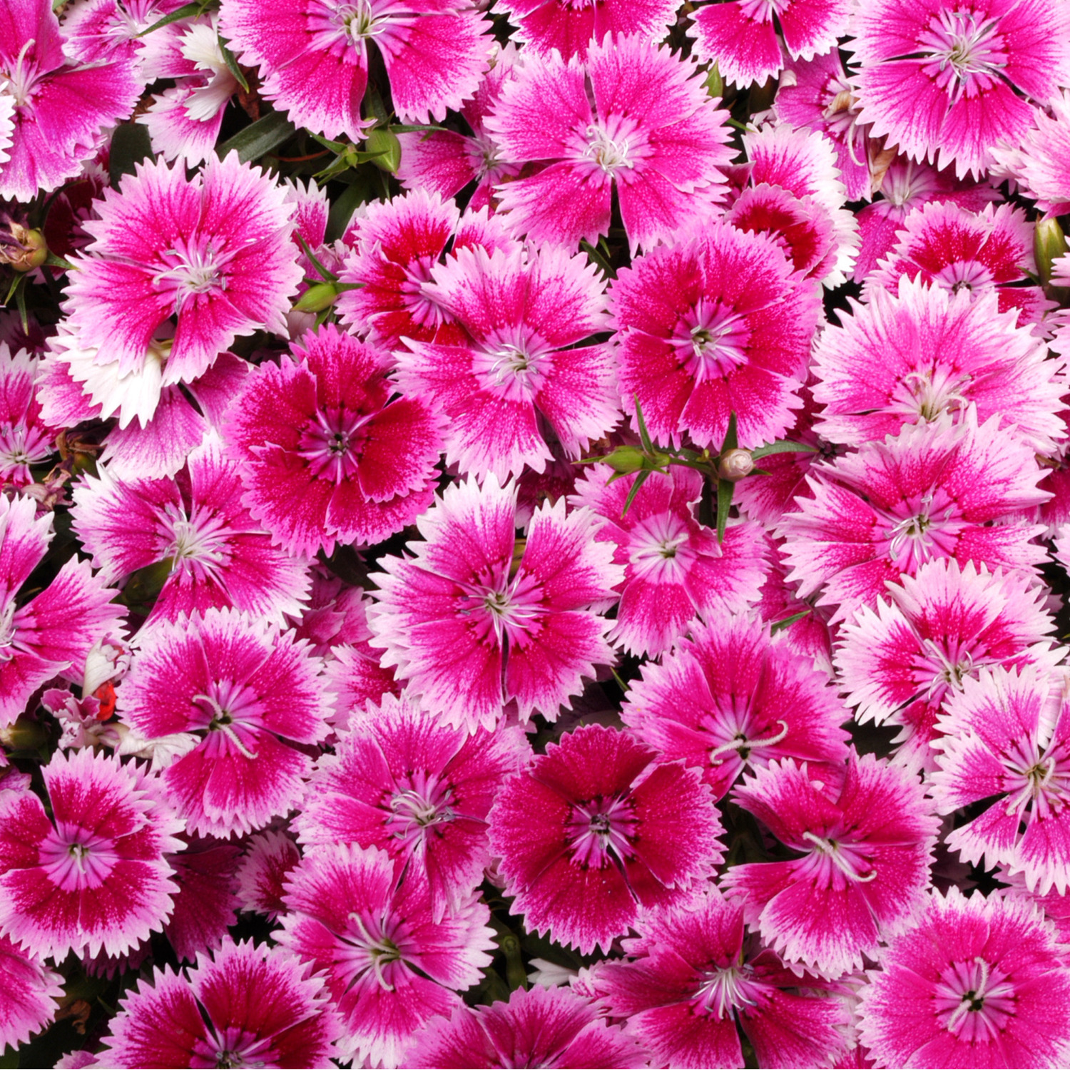 Dianthus Hardy Violet - 12 Plants, British Grown, Garden-Ready Flowers