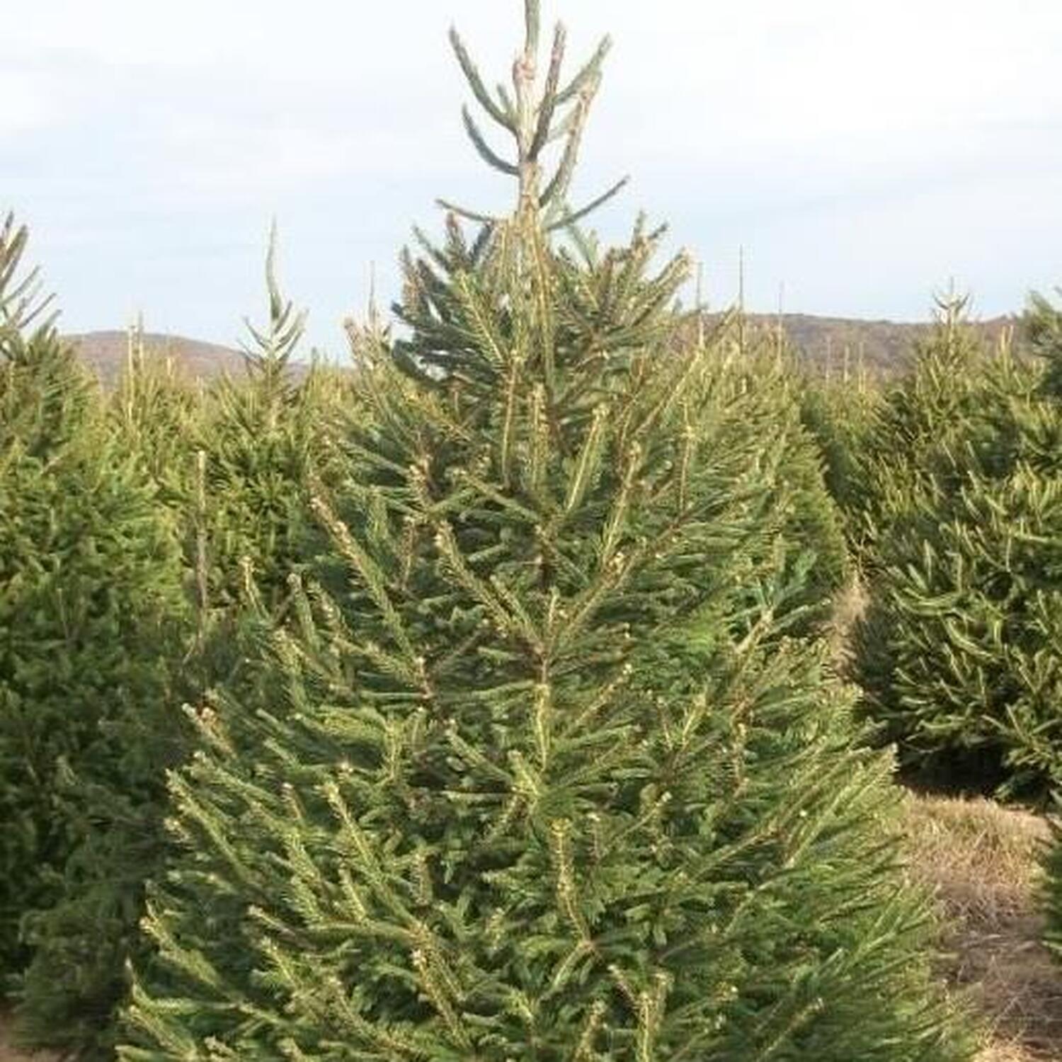 Picea Abies The Norway Spruce Christmas Tree 2.5-3ft 35 Litre Pot
