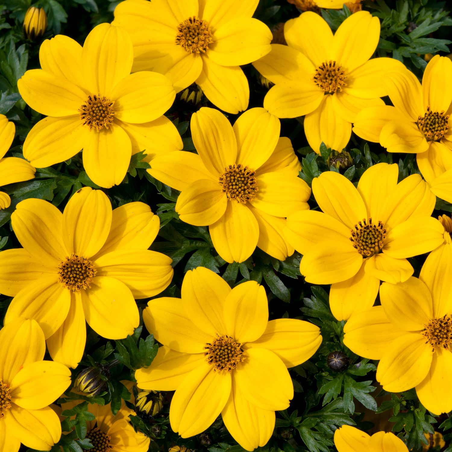 Bidens Compact Yellow Bee Magnet, Fragrant, Summer Blooms, Patio Pots Plant