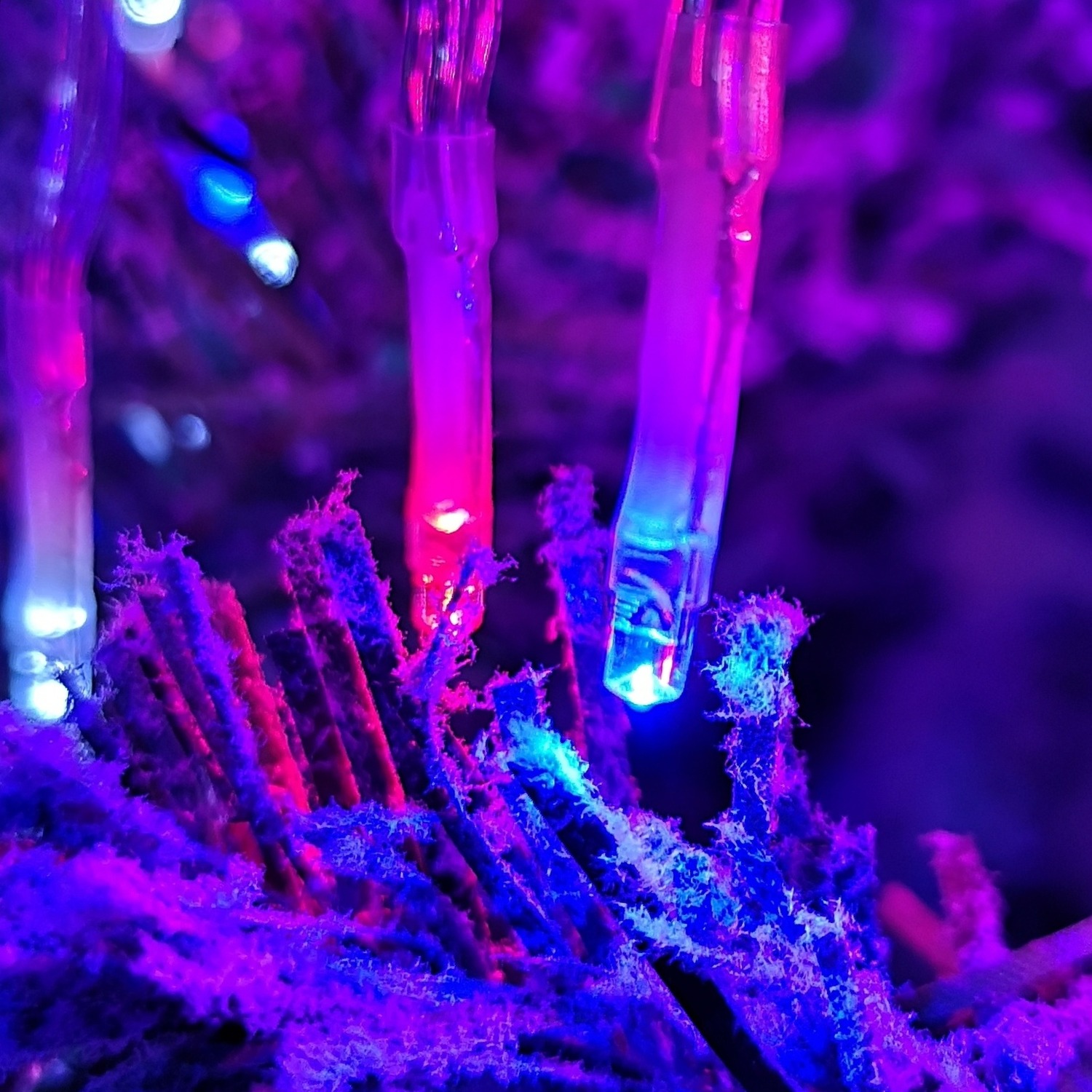 Premier Cluster Christmas Lights with Timer
