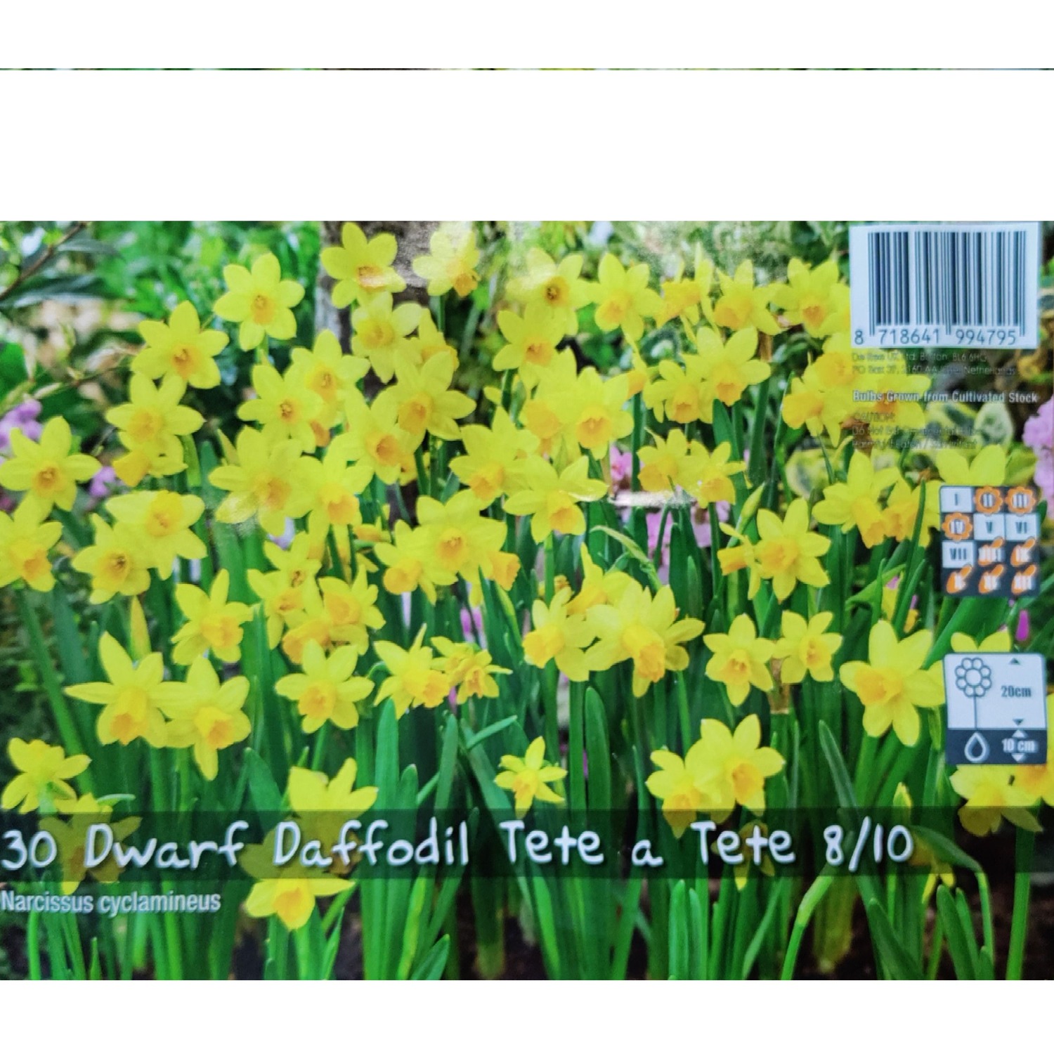 30 Dwarf Daffodil Bulbs Tete A Tete Spring Flowering Bulbs Mini Yellow