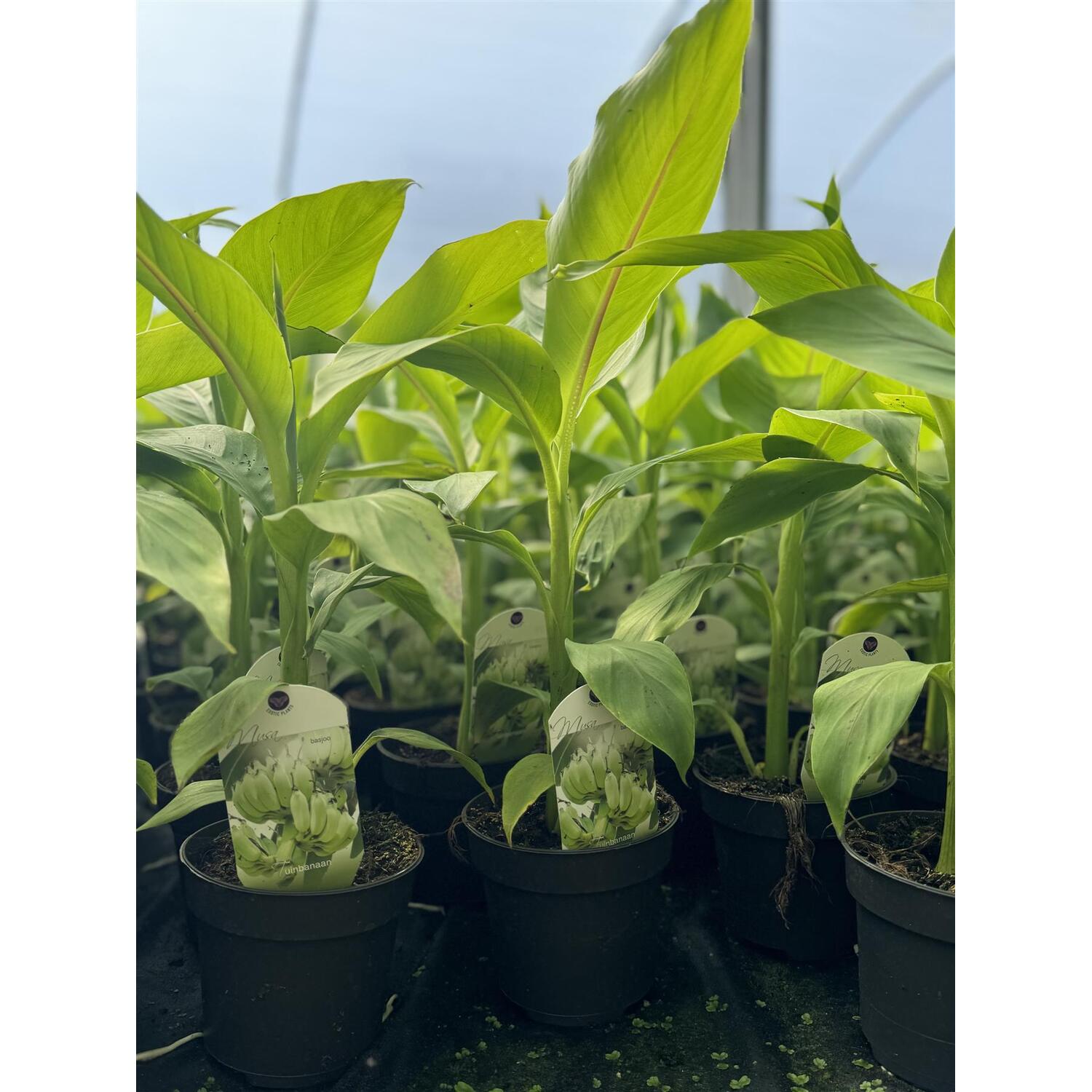 Musa Basjoo Fully Hardy Banana Fruit Tree 13cm Litre Pot