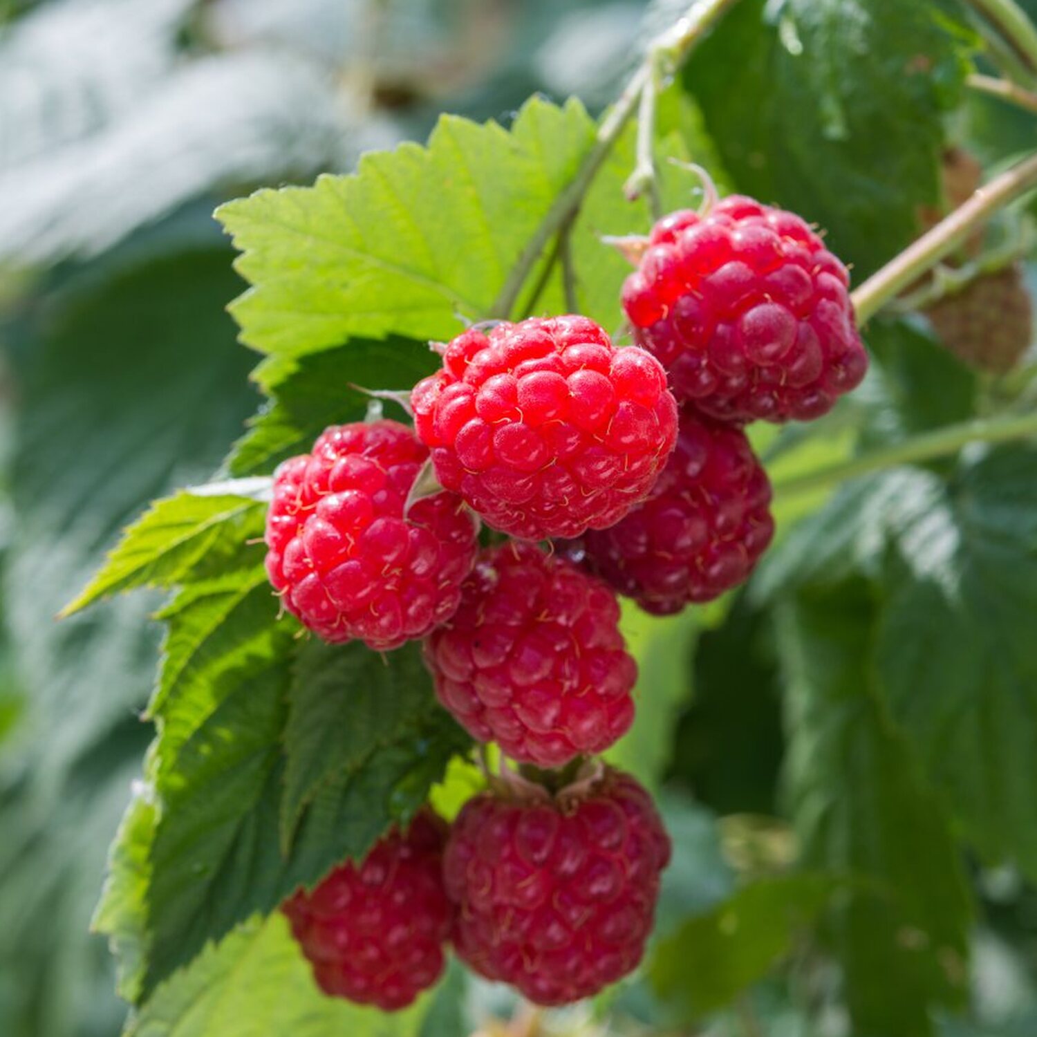 Raspberry Glen Ample Canes