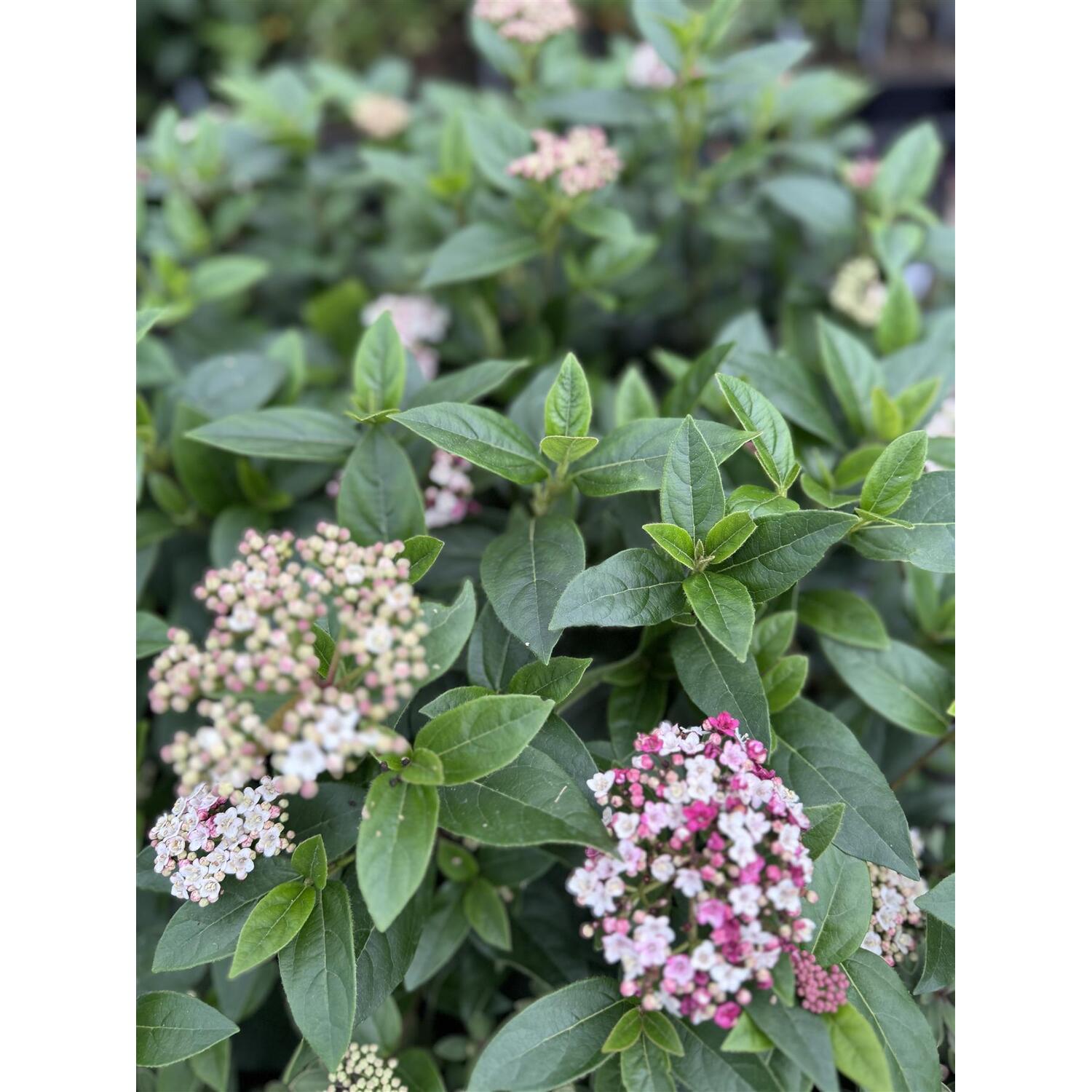 Viburnum Tinus Eve Price Evergreen Garden Shrub By Direct Plants