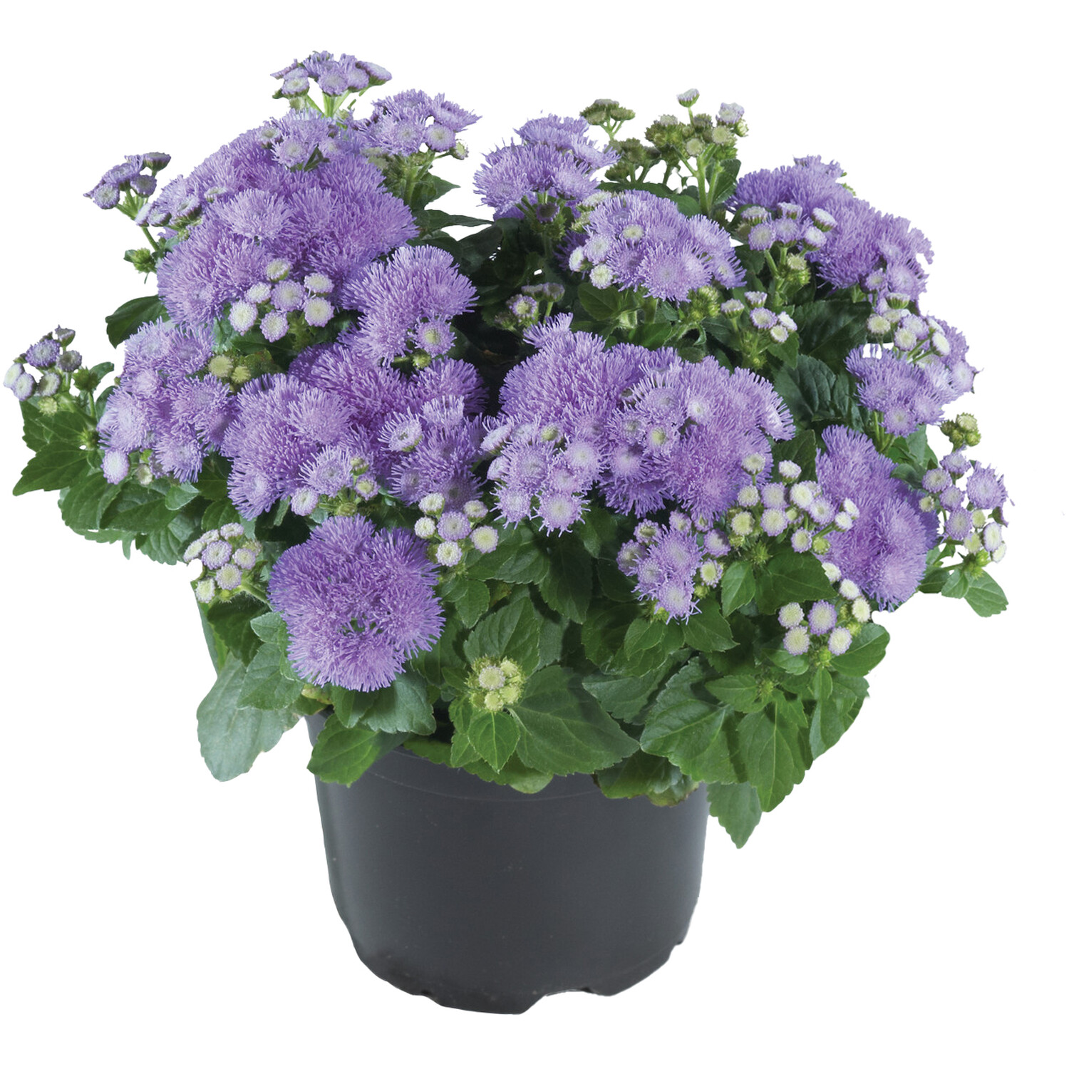Ageratum Monarch Magic Plant