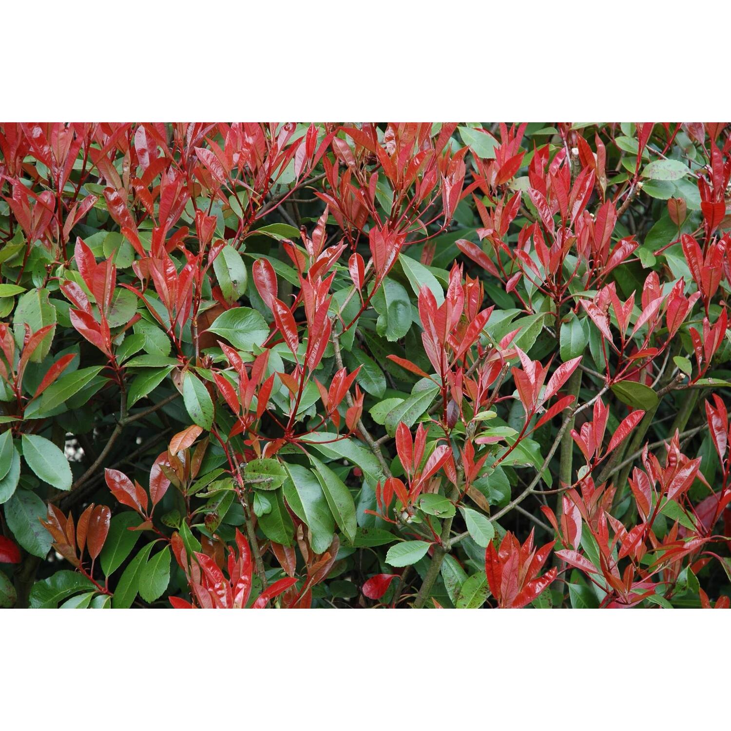 Photinia Red Robin x20 4-5ft Pallet of Rootball Trees