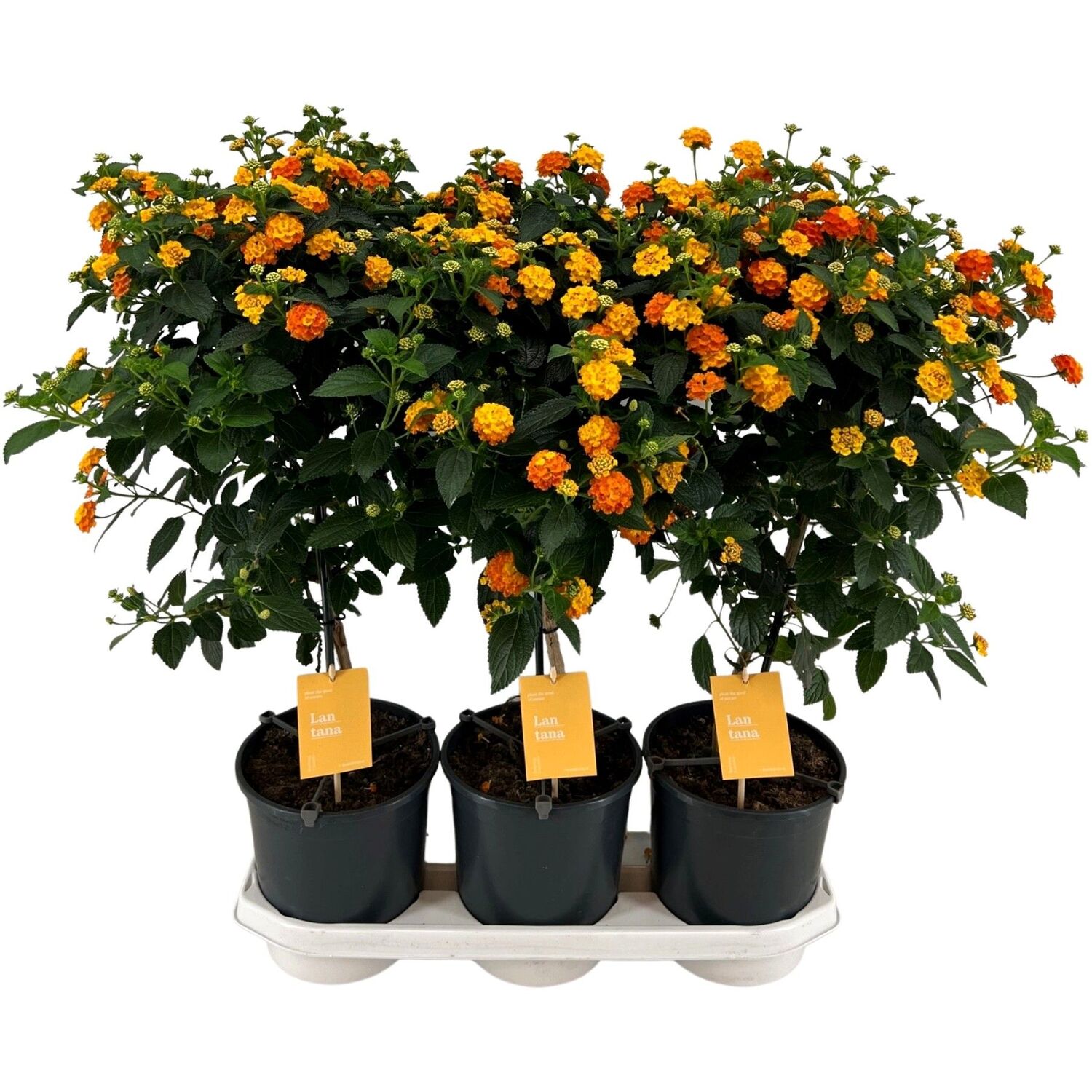 Lantana Oker Stem