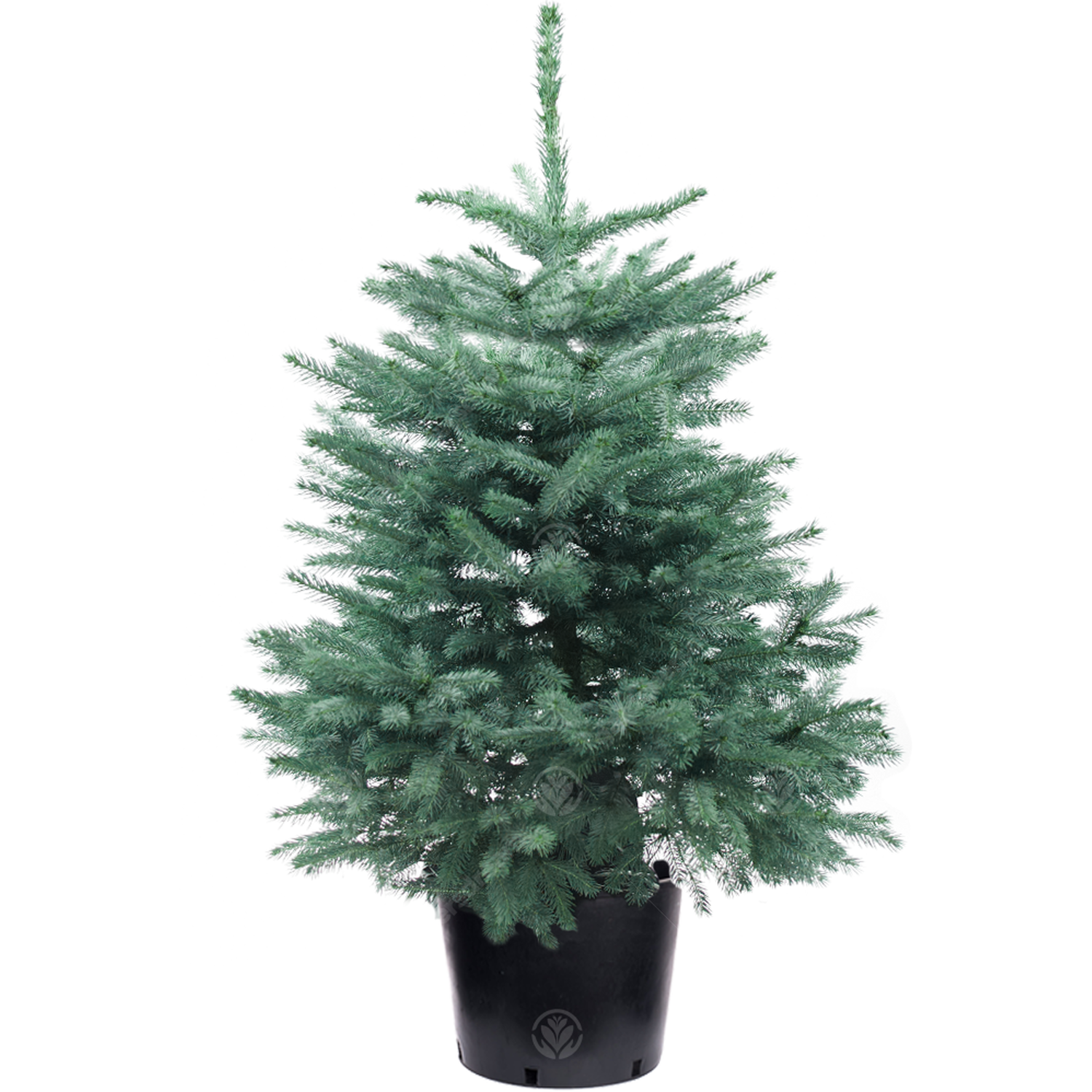 Blue Spruce Pot Grown Christmas Trees