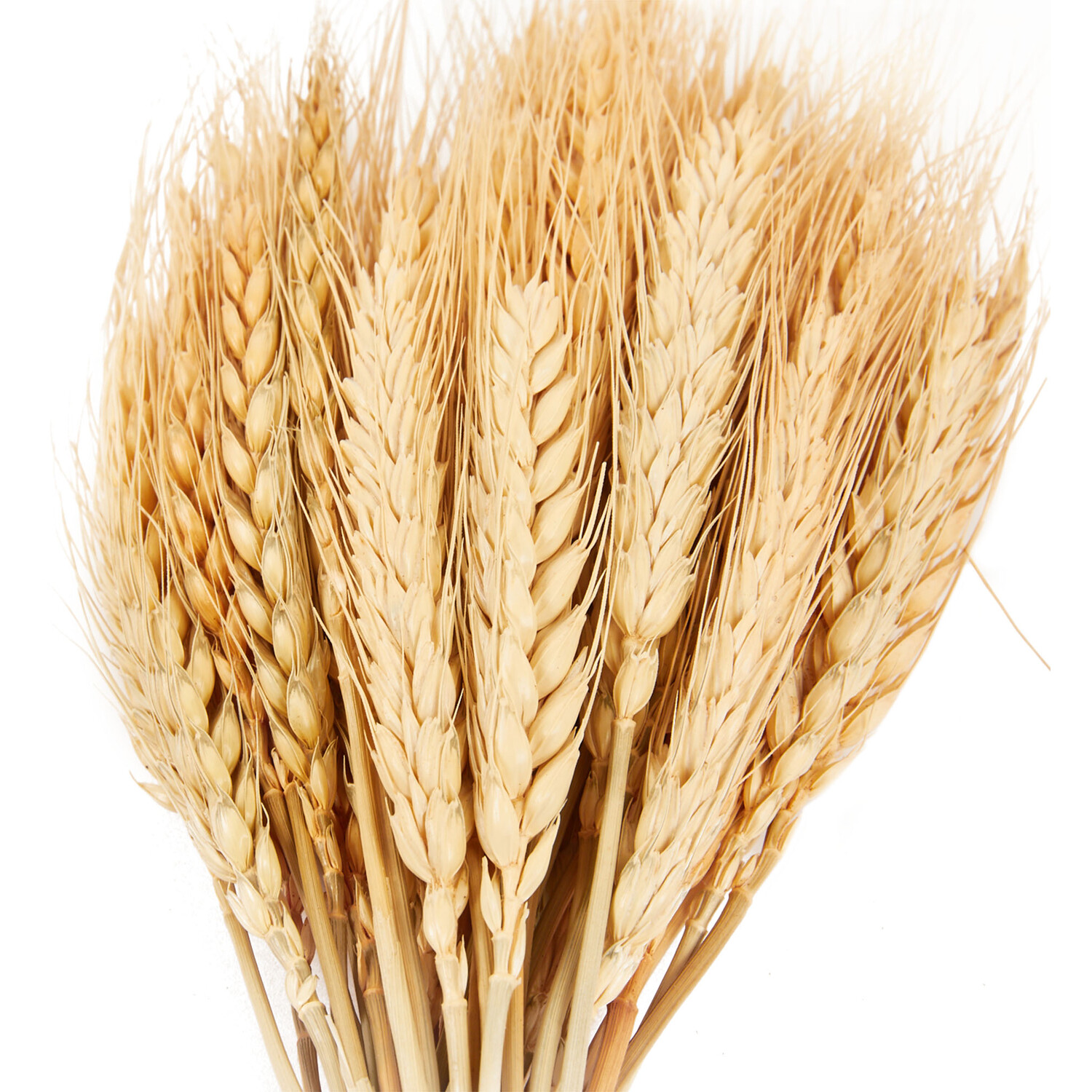 Hares Tail Grass or Wheat Decorative Picks