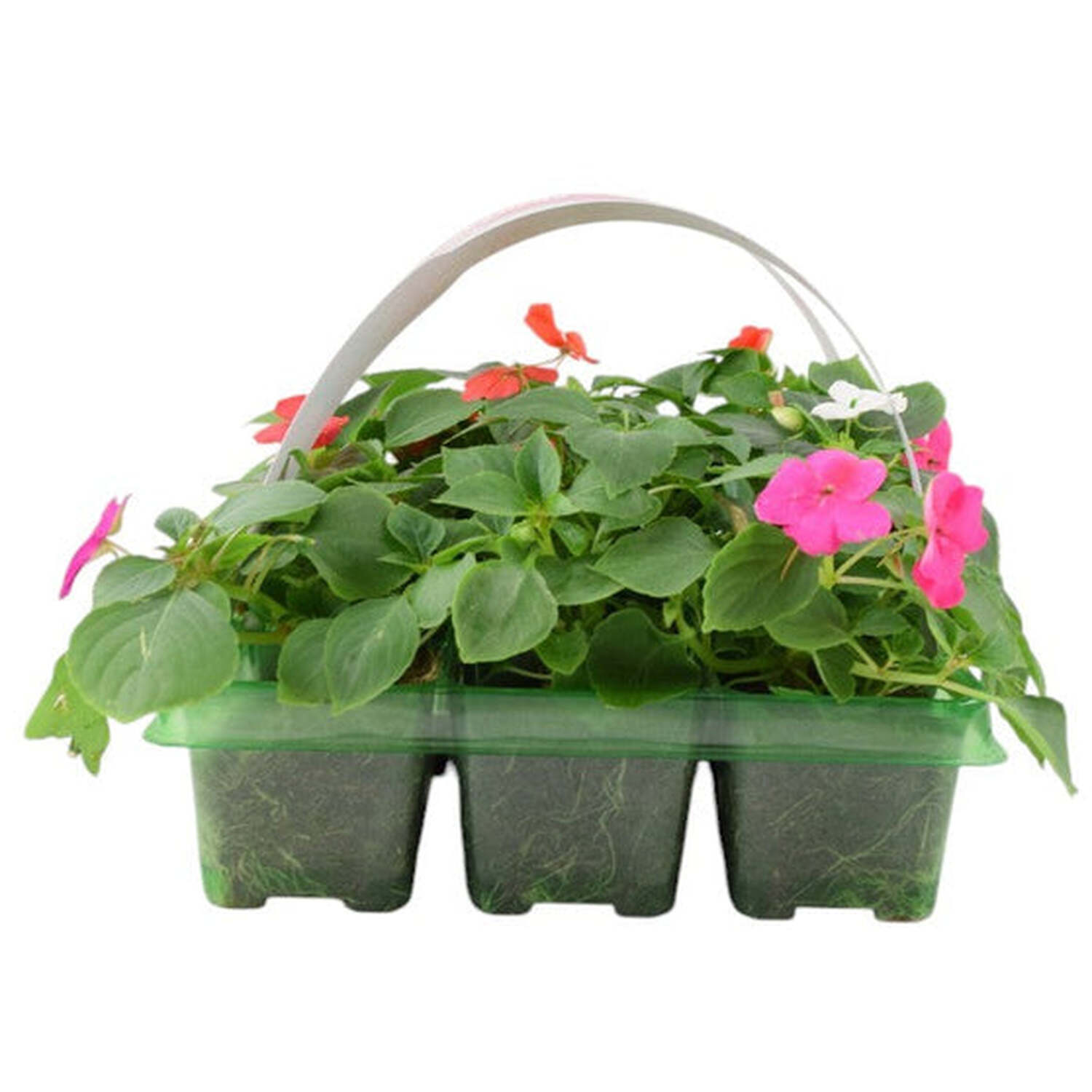 Impatiens Mixed - 12 Garden-Ready Plants for Borders, Pots and Flower Beds