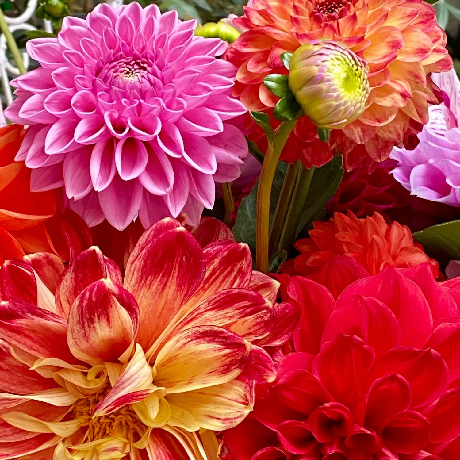 Dahlia Gallery Mix Plant Pot