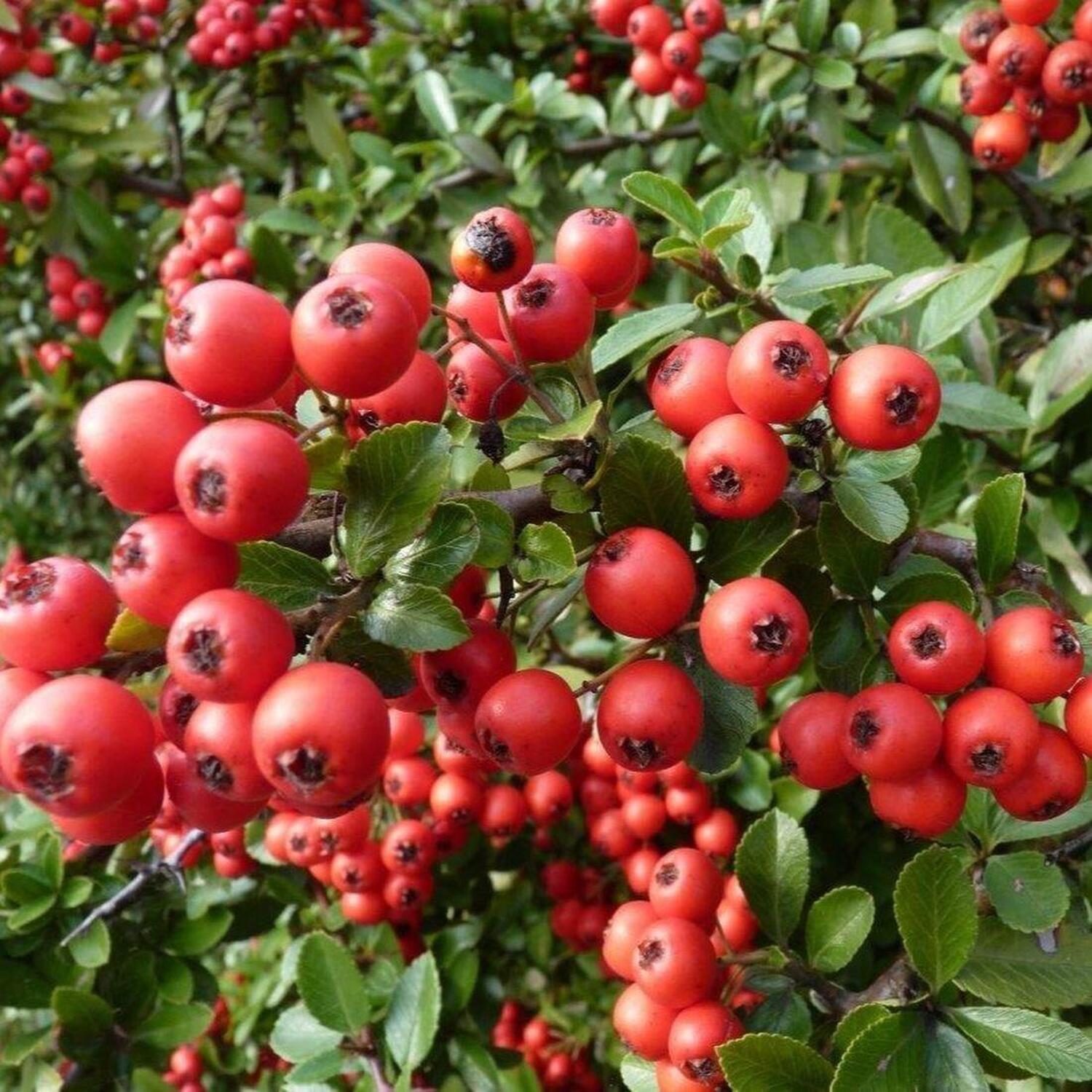 Pyracantha Red Column Evergreen Garden Shrub By Direct Plants