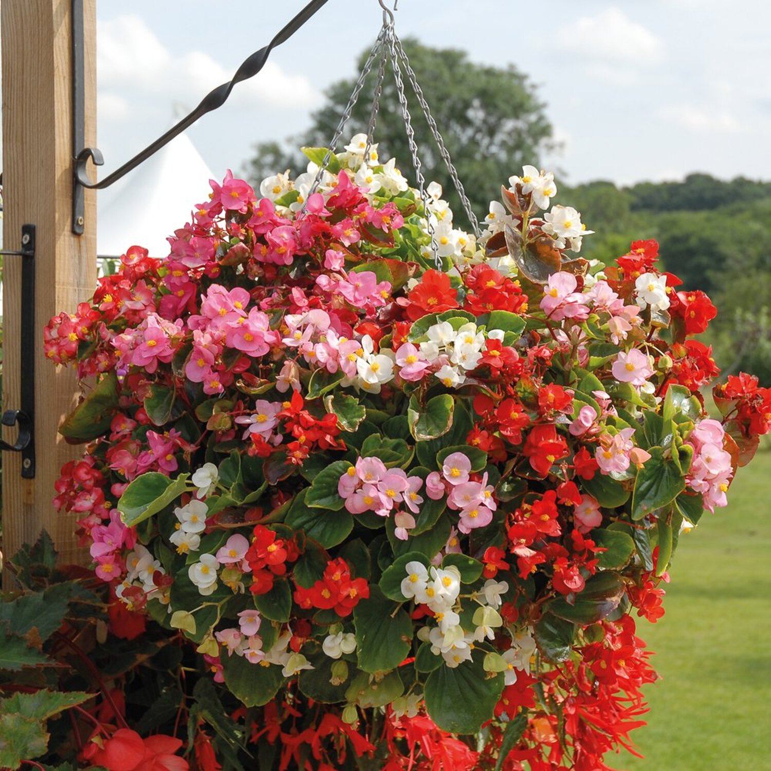 Begonia F1 Lotto Mixed Garden Ready Plants