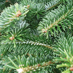 Real Fraser Fir Pot Grown Christmas Trees