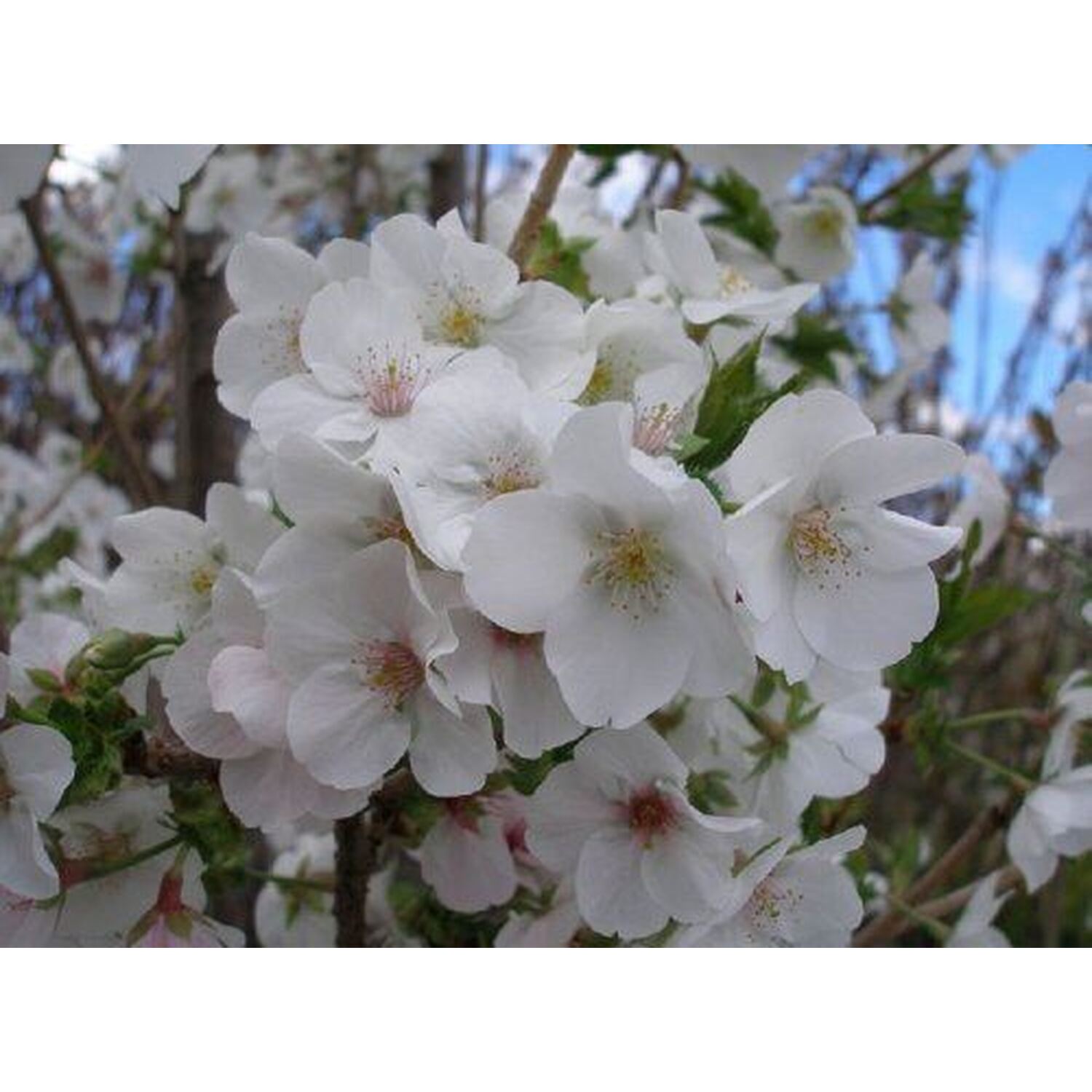 Prunus Snow Goose White Flowering Cherry Tree 4-5ft Tall