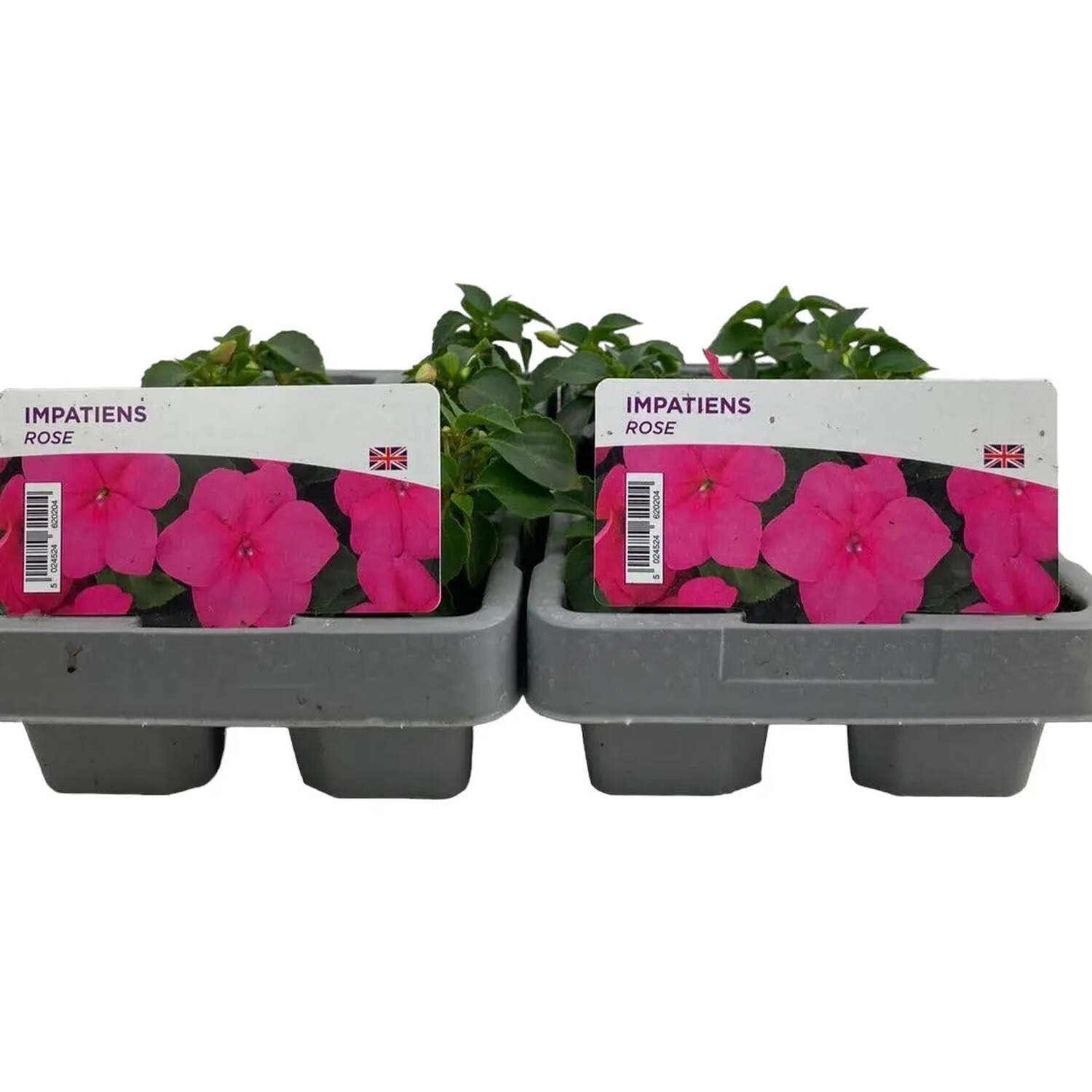 Impatiens Rose - 12 Flowering Plants for Garden Borders, Pots and Beds