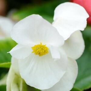 Begonia F1 Lotto Mixed Garden Ready Plants