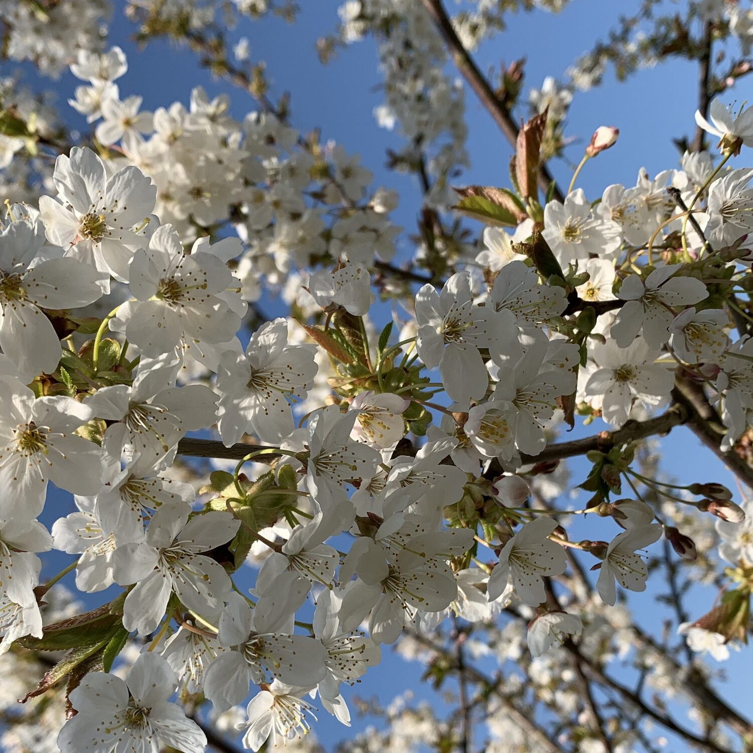 Wild Cherry Tree Prunus Avium