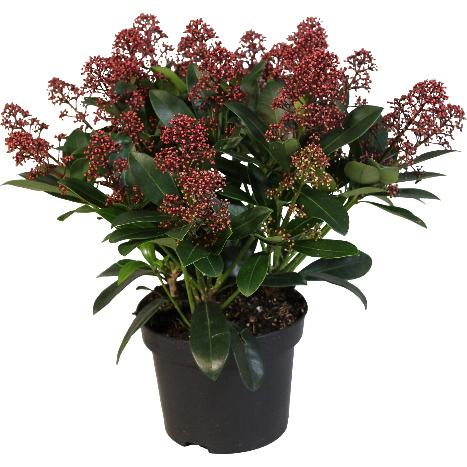 Skimmia Rubella Plant