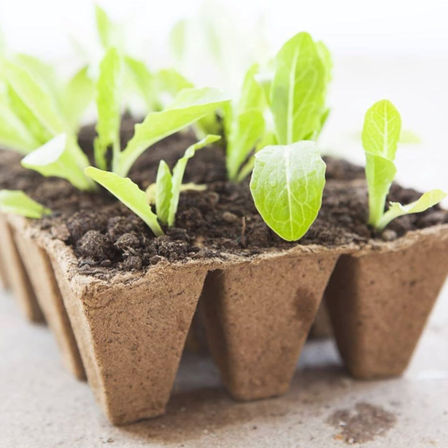 36pc Biodegradable Seeder Trays