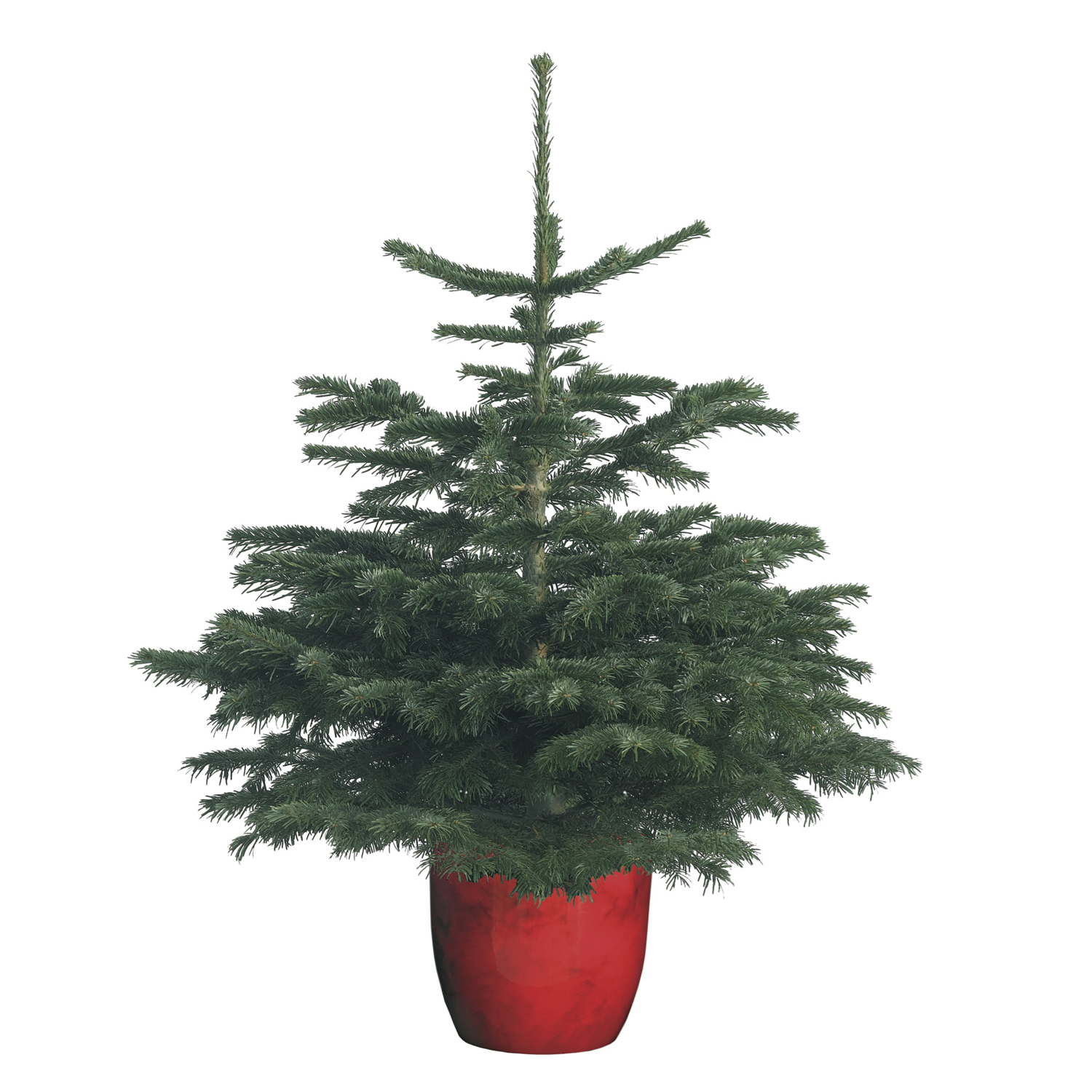 Pot Grown Nordman Fir Christmas Tree
