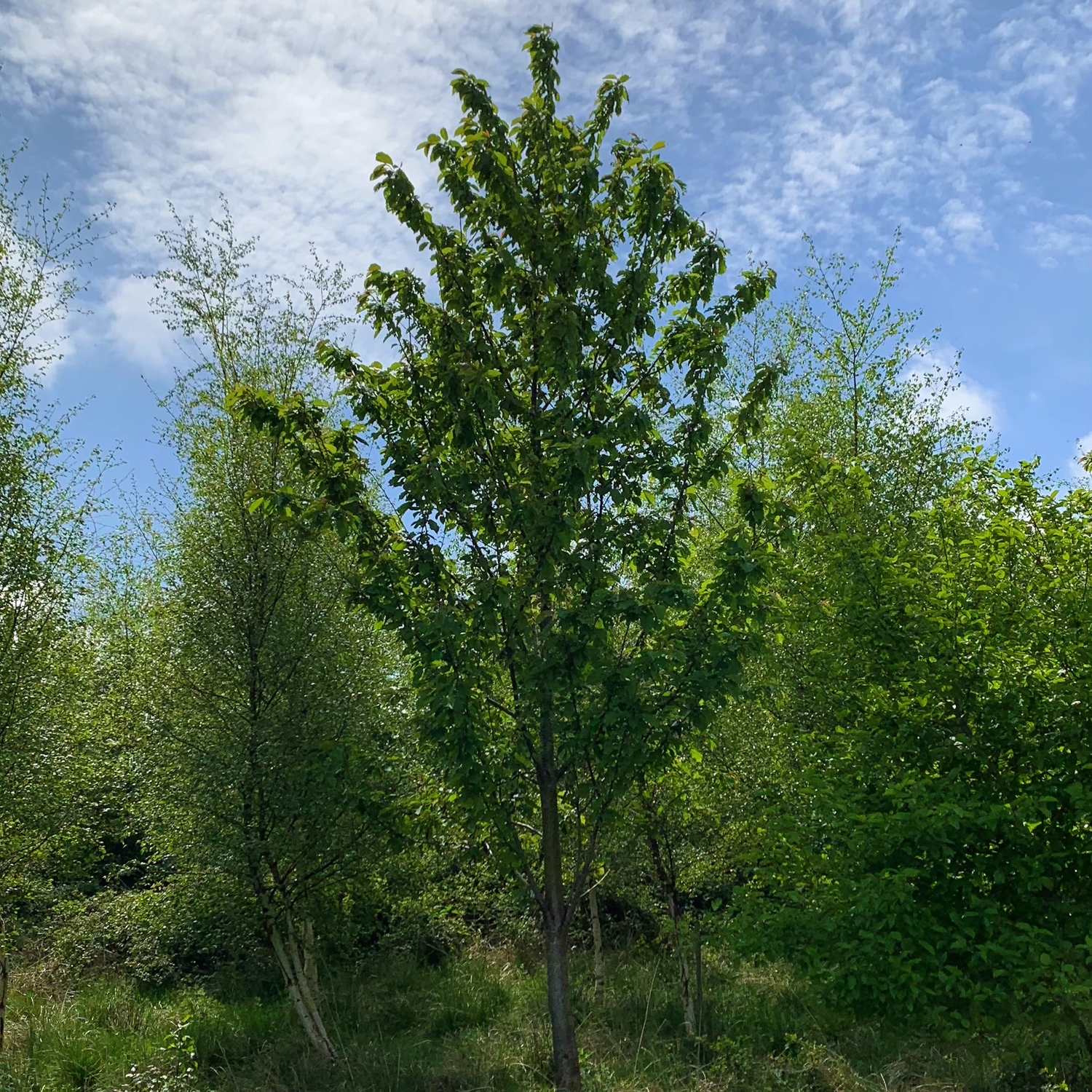 Wild Cherry Tree Prunus Avium