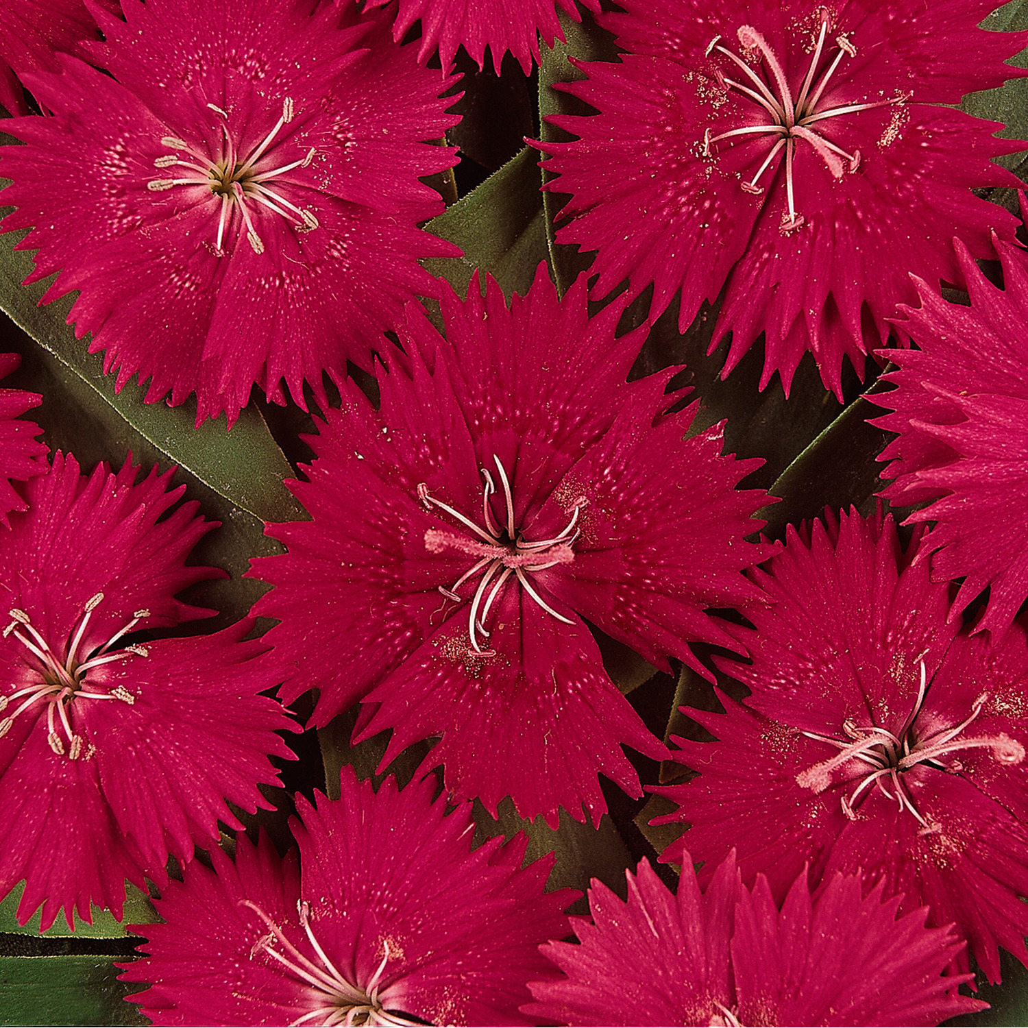 Dianthus Hardy Rose - 12 Plants, British Grown, Garden Ready Flowers
