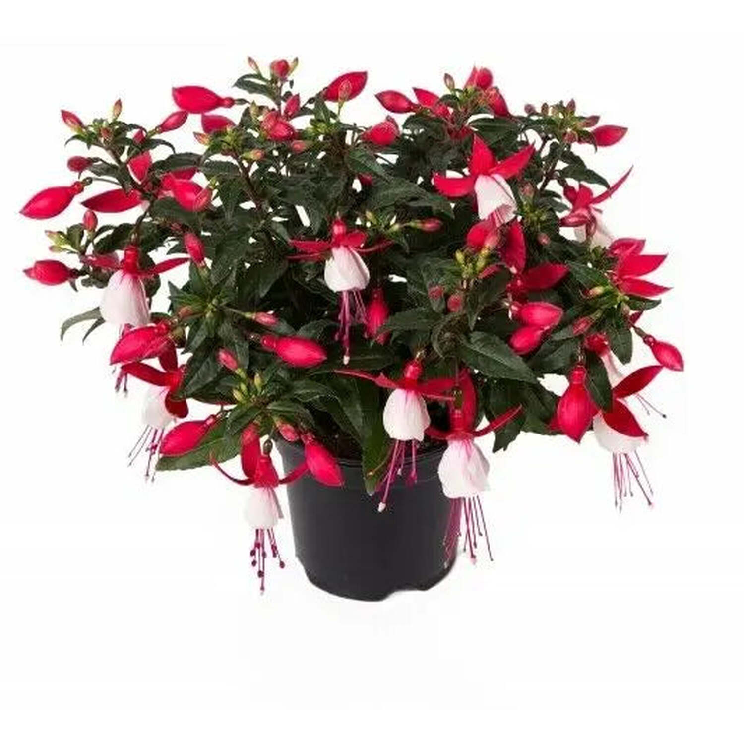 Fuchsia Bella Evita - 3 x 9cm Pots, Stunning Pink Flowers, Garden Ready ...
