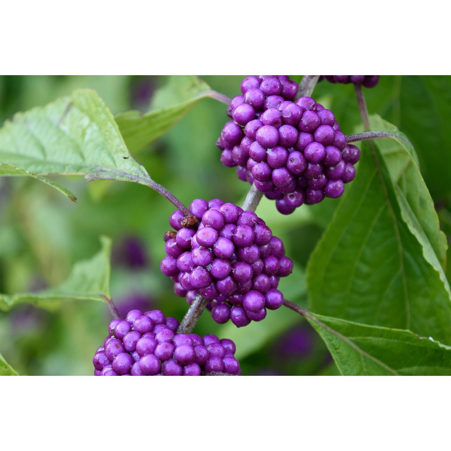 Extra Large Callicarpa Profusion Beauty Berry Shrub 3-4ft Tall