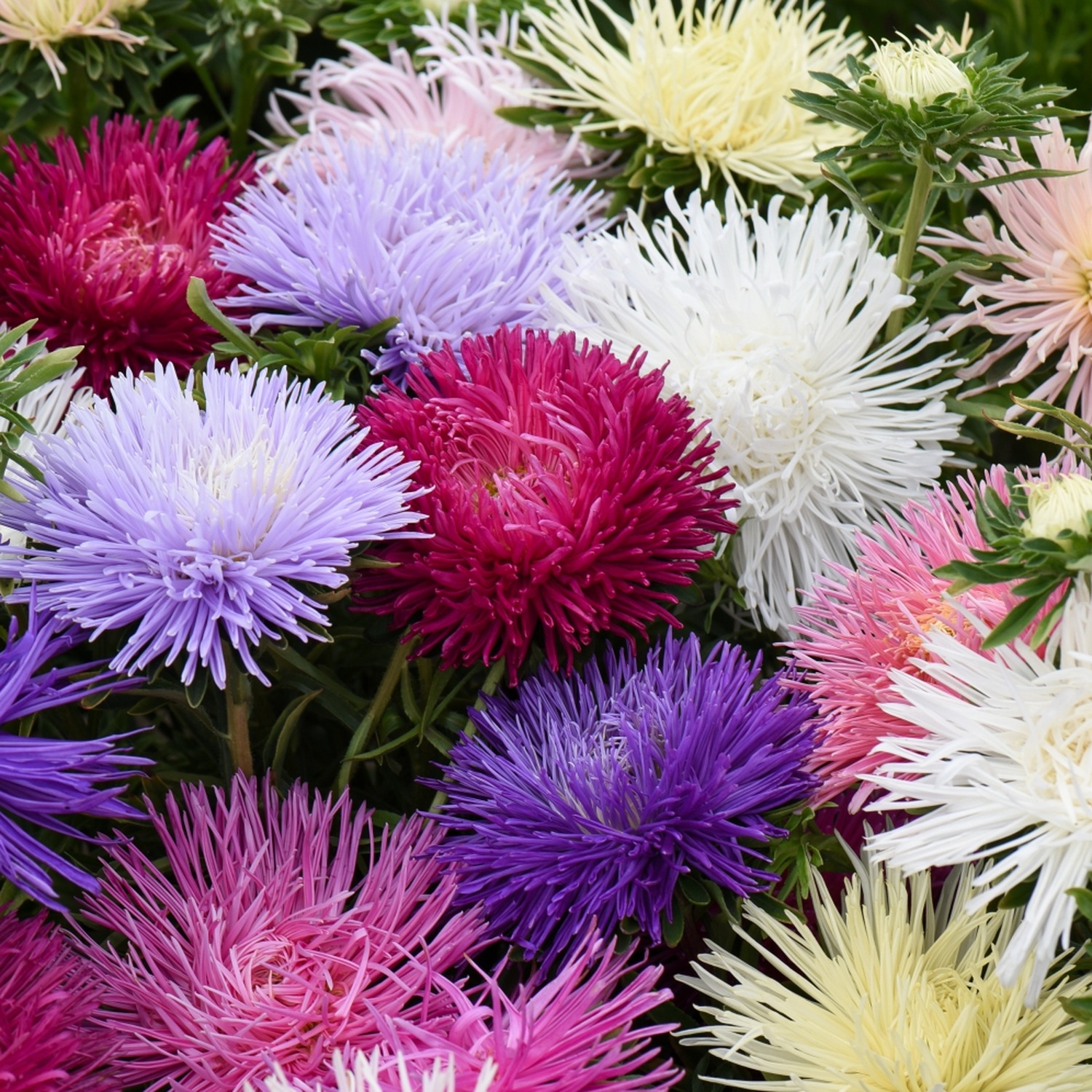 Aster Starlight Mixed Garden Ready Plants
