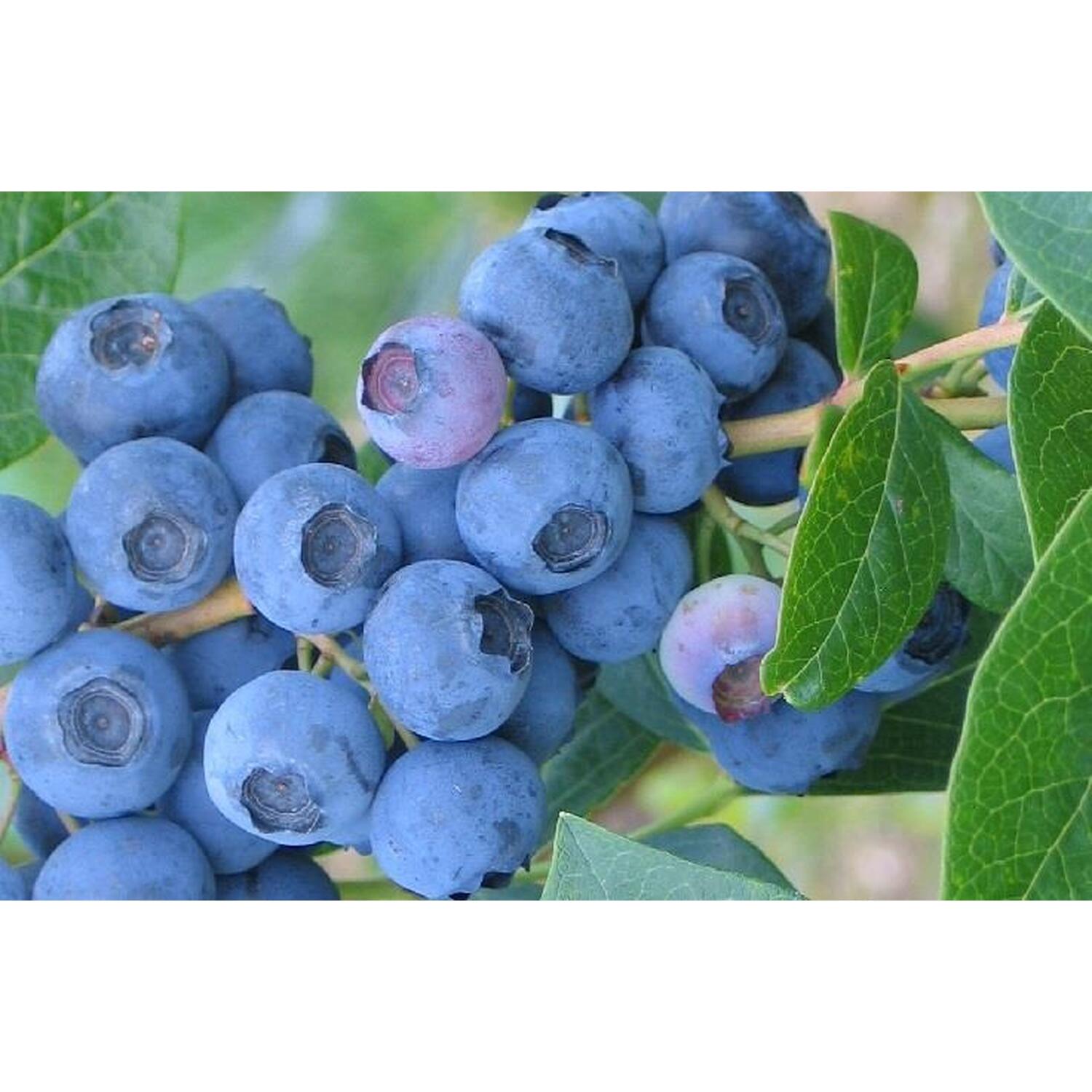 Vaccinium Corymbosum Bluecrop Blueberry Plant Large, 2L Pot