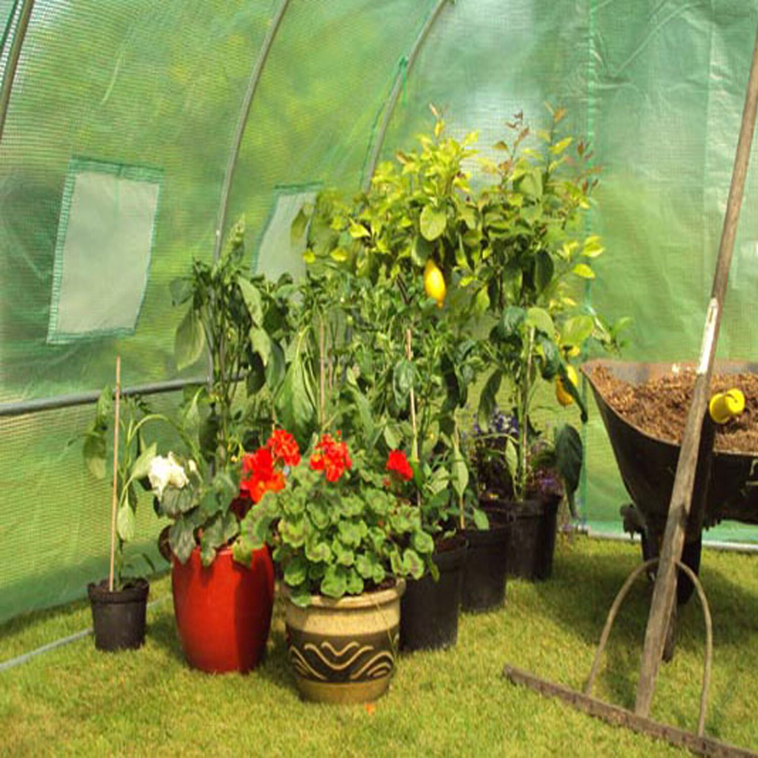 3m x 2m and Anchor Kit (10' x 7' aprx) Pro Plus White PolyTunnel